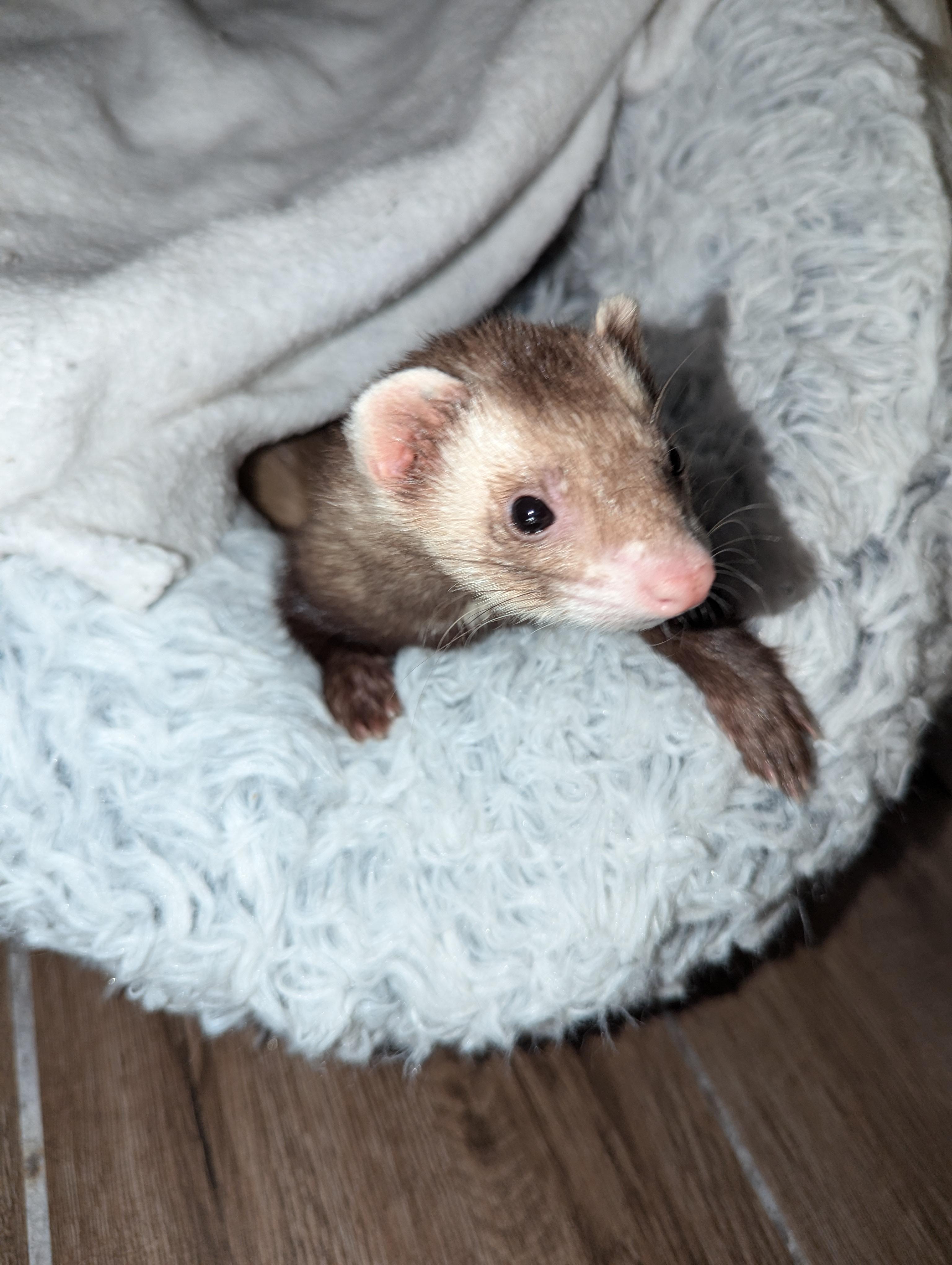 Flash bang | Scrolller