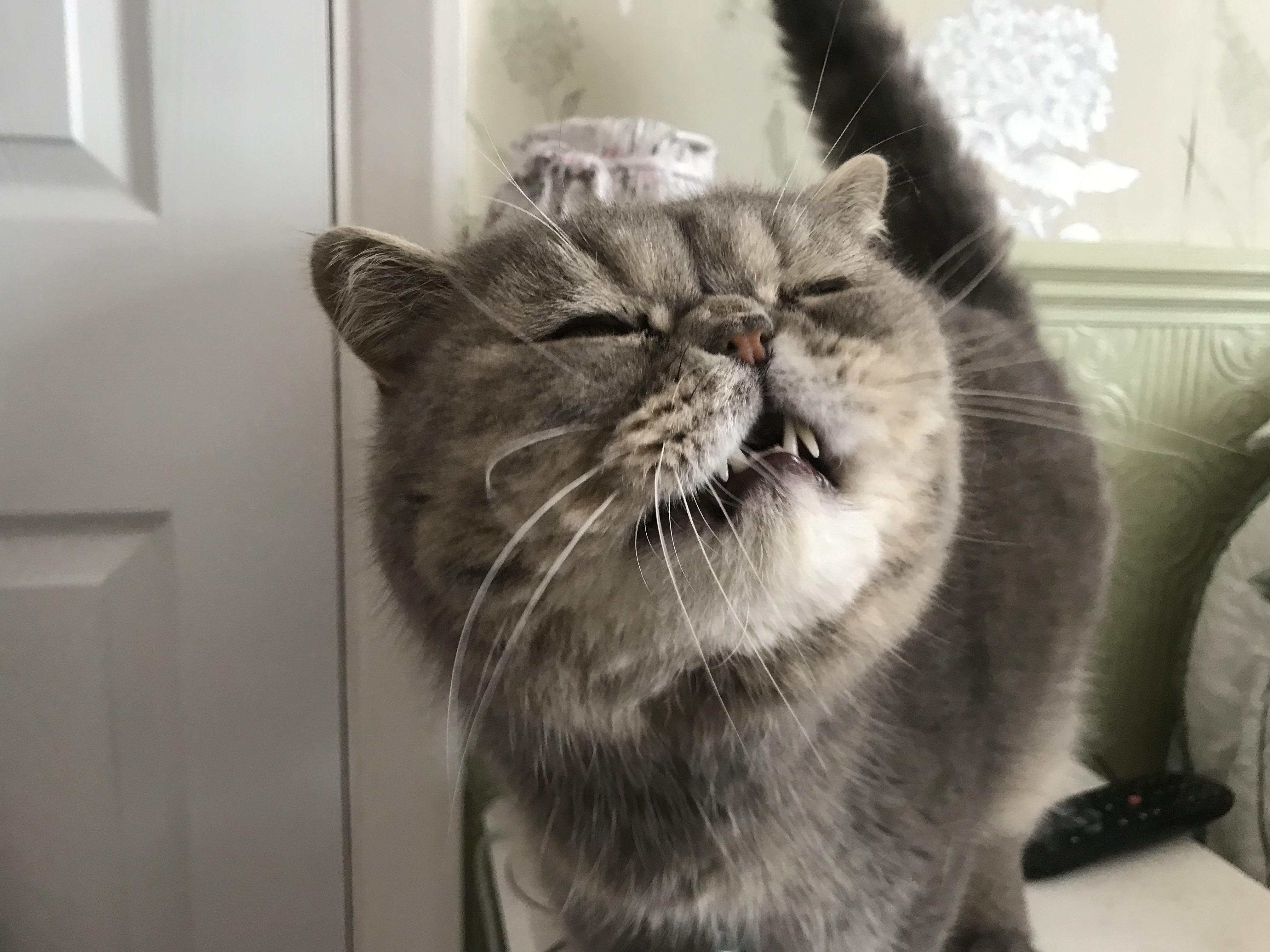 Flat faced scrunge | Scrolller