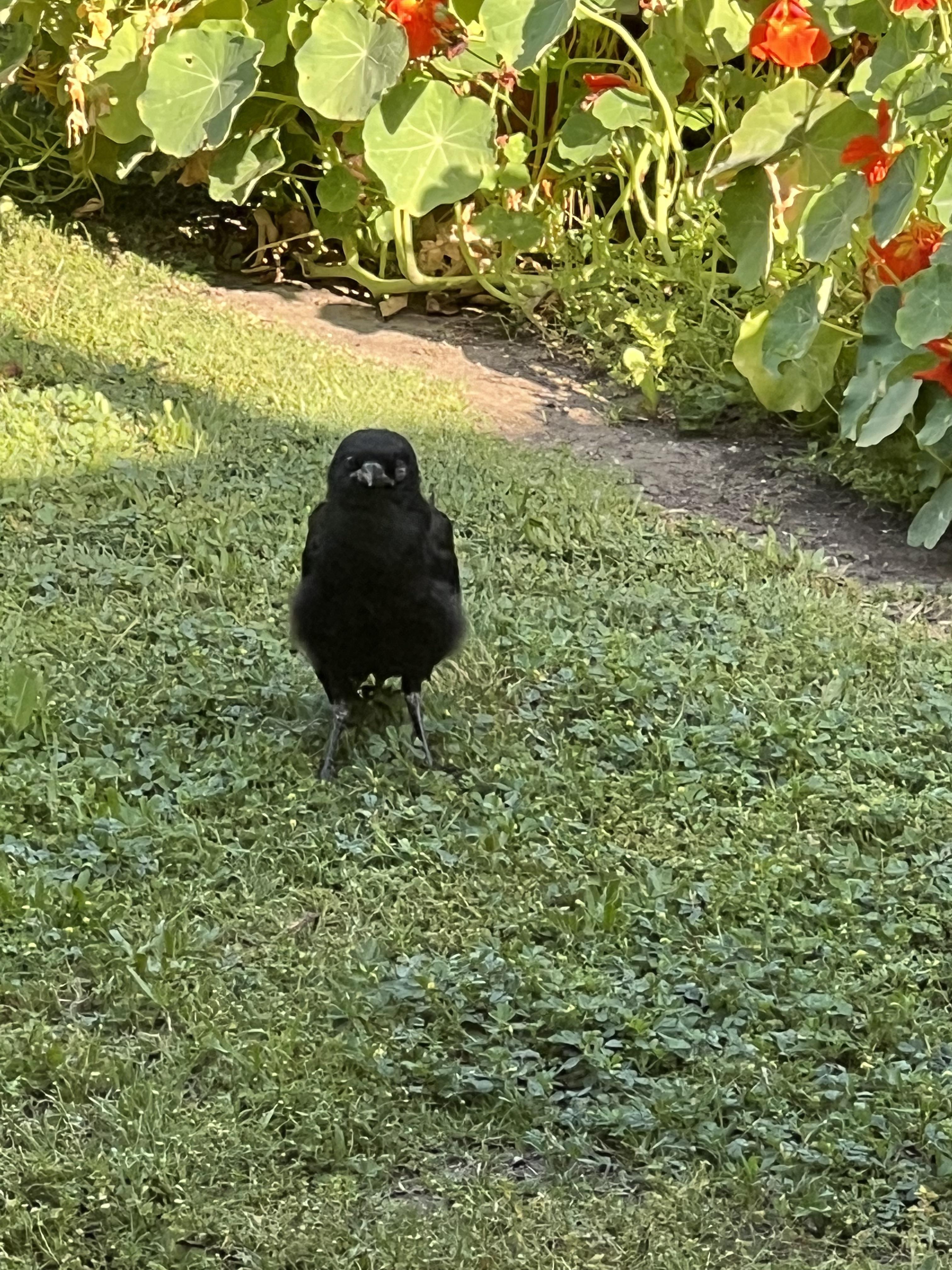 Fledgling in our backyard | Scrolller
