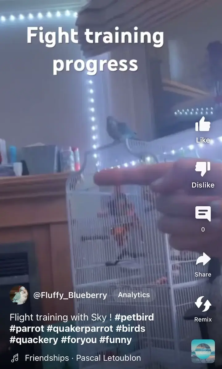 Flight training with Sky! | Scrolller