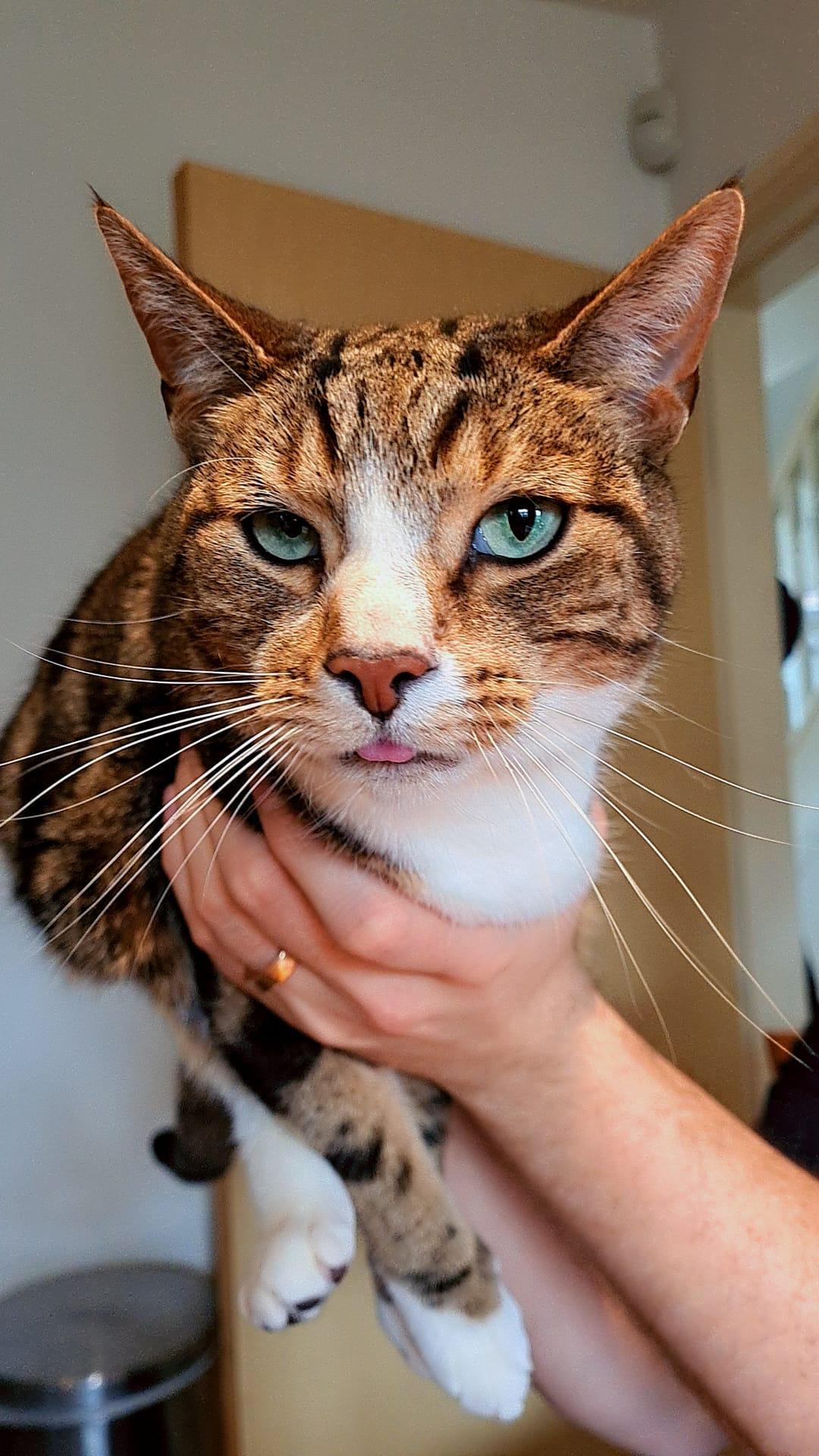 Floaty blep | Scrolller