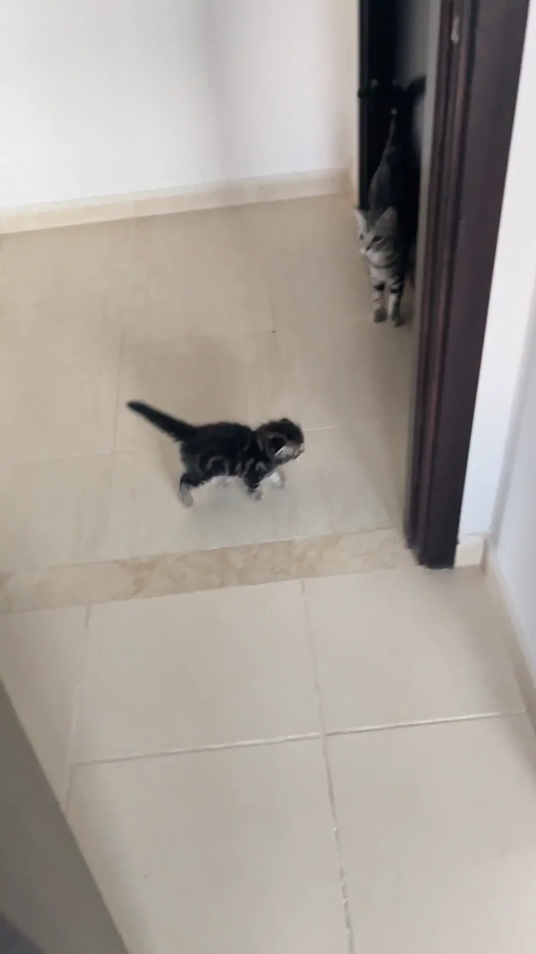 Discover more like IllegallySmolCats: Floofy smol walking kitty hehe and Related Content | Scrolller