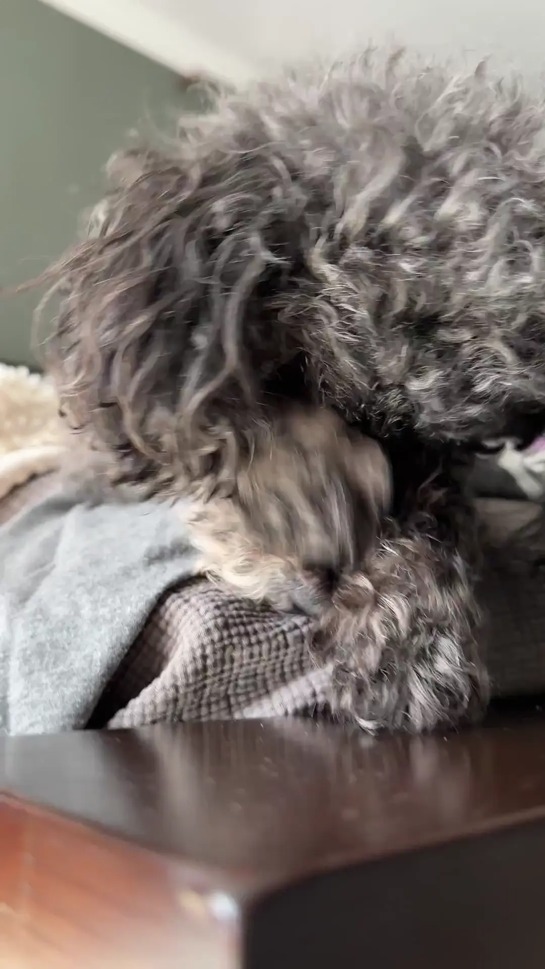 Floofy wanting attention | Scrolller