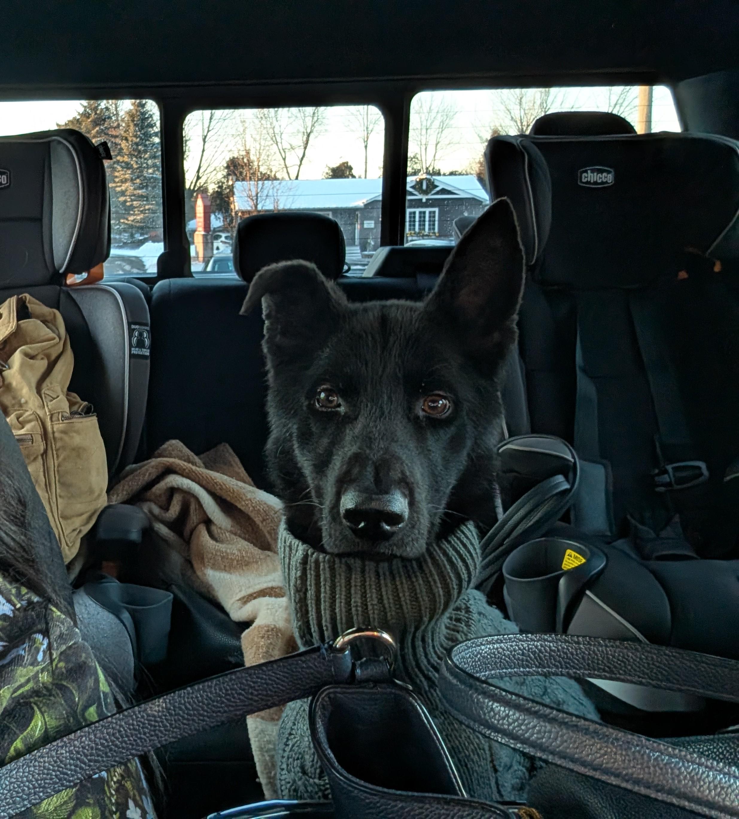 Floppy Ear After Illness | Scrolller