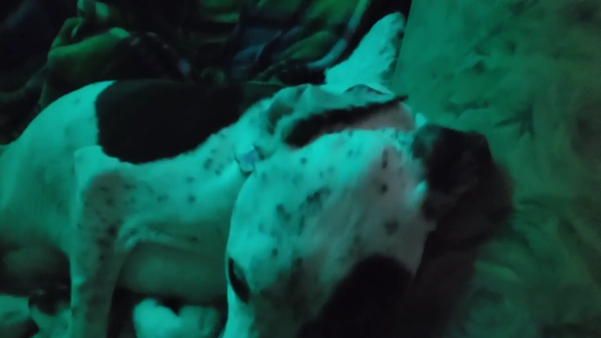 Discover more like Aww: Floppy ear reset and Related Content | Scrolller