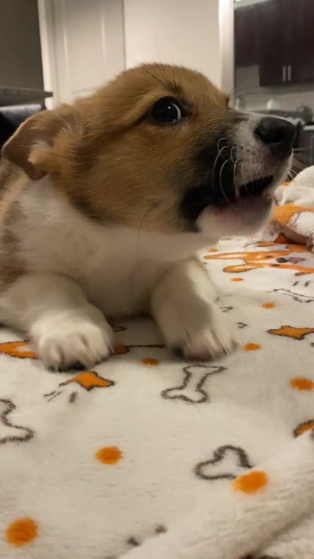 Floppy ears | Scrolller