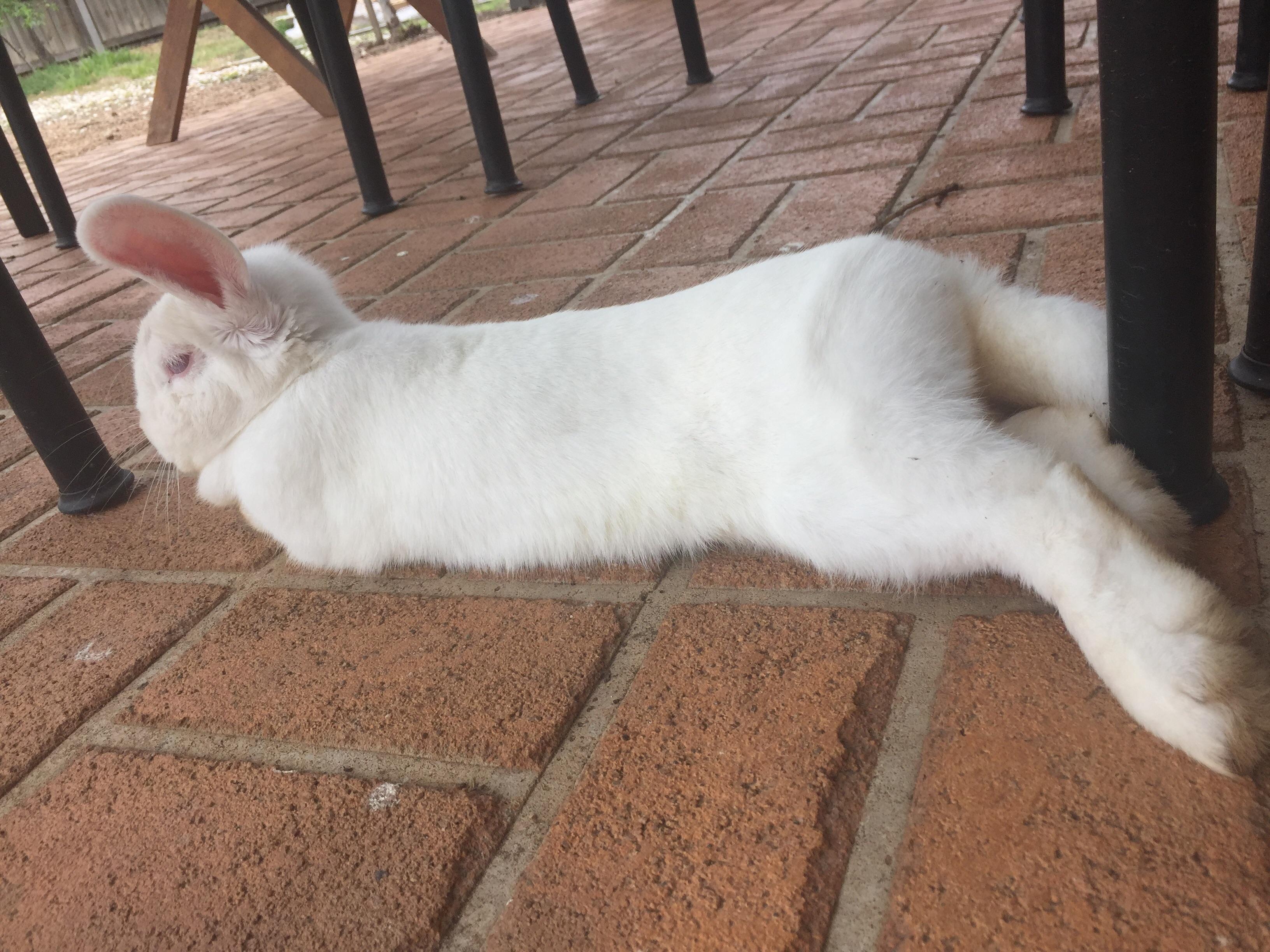 Floured Noodle | Scrolller