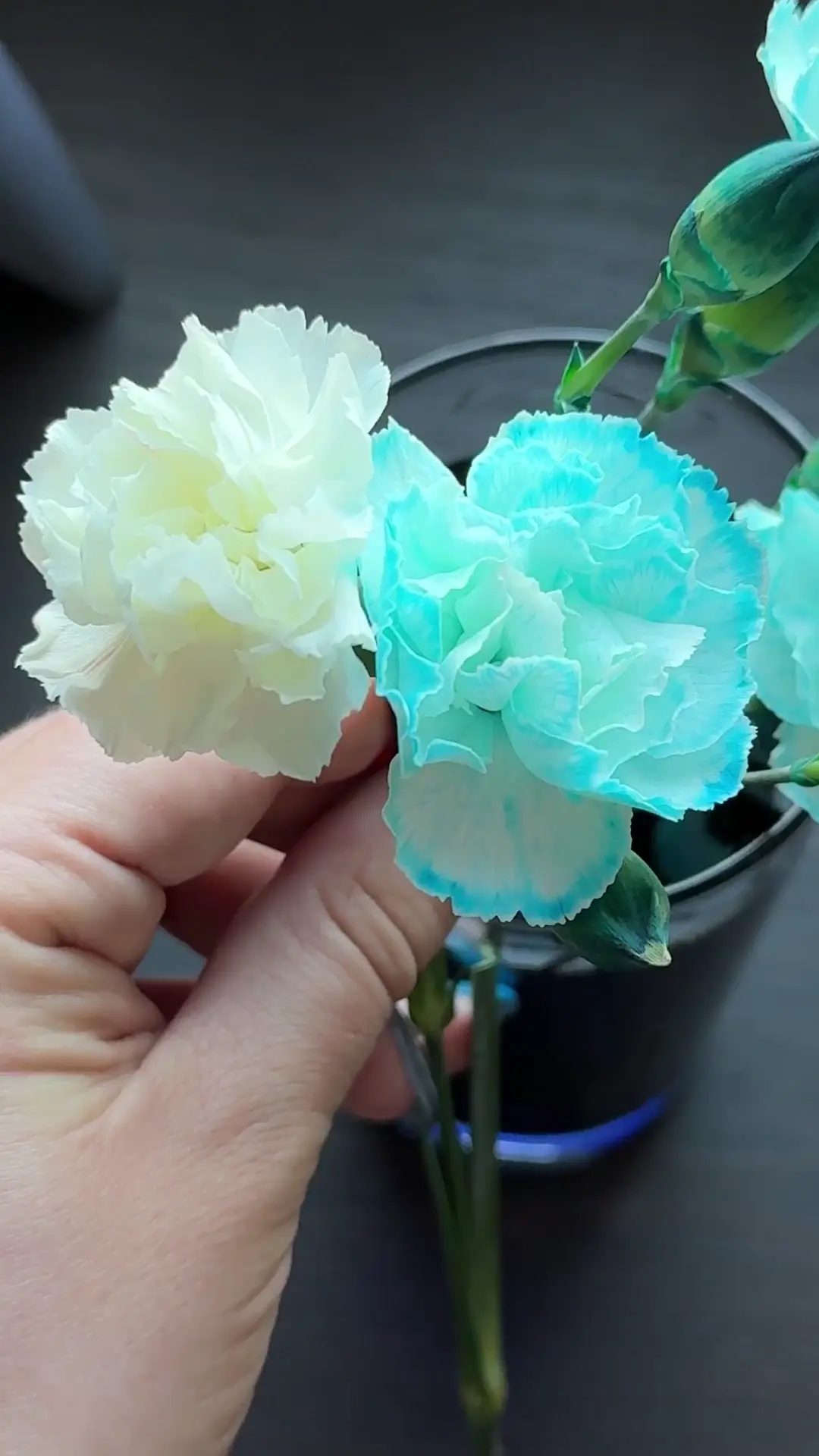 Flowers Change Color with This Science Experiment | Scrolller