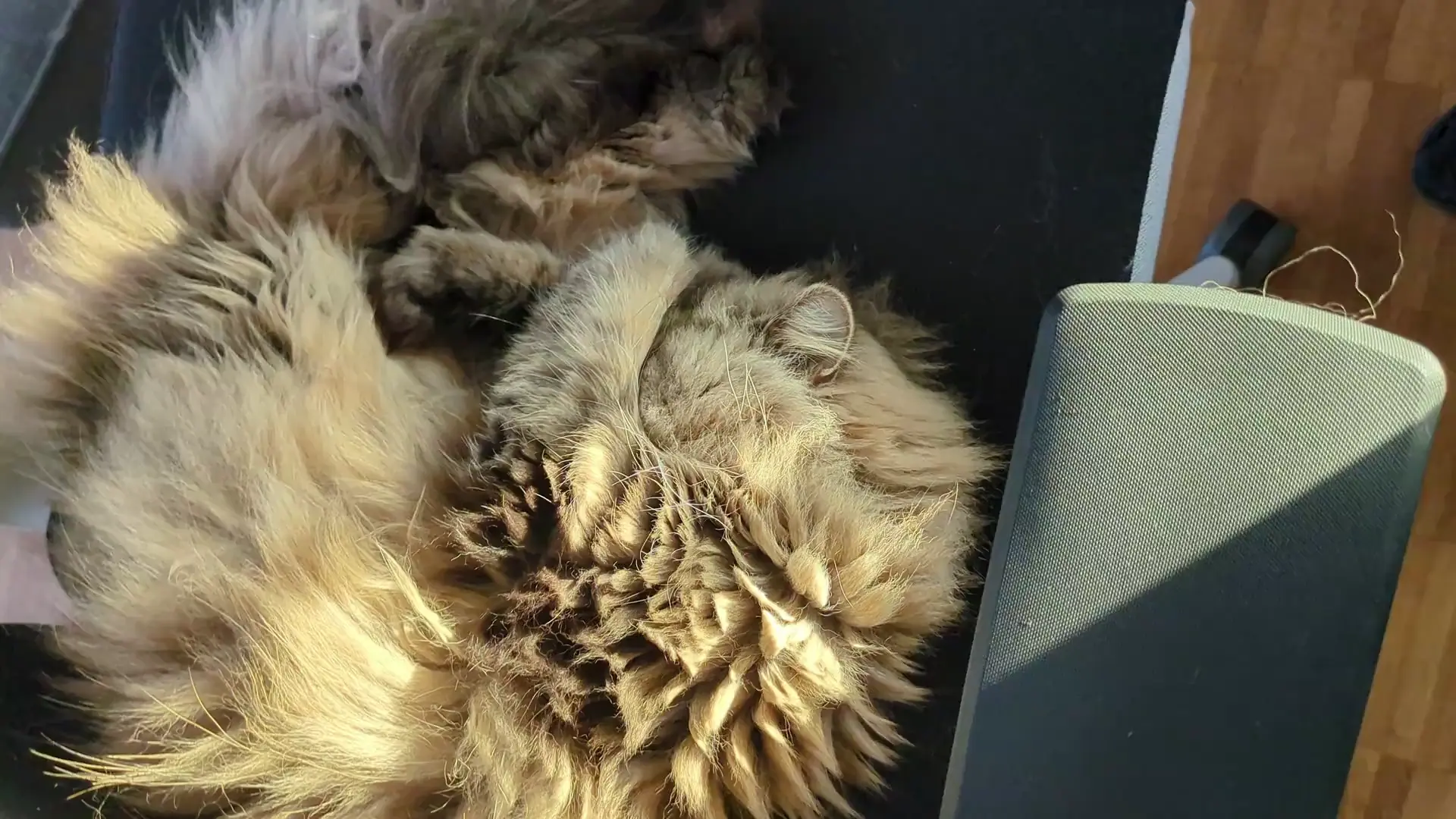 Discover More Like Aww Fluff Ball And Related Content Scrolller