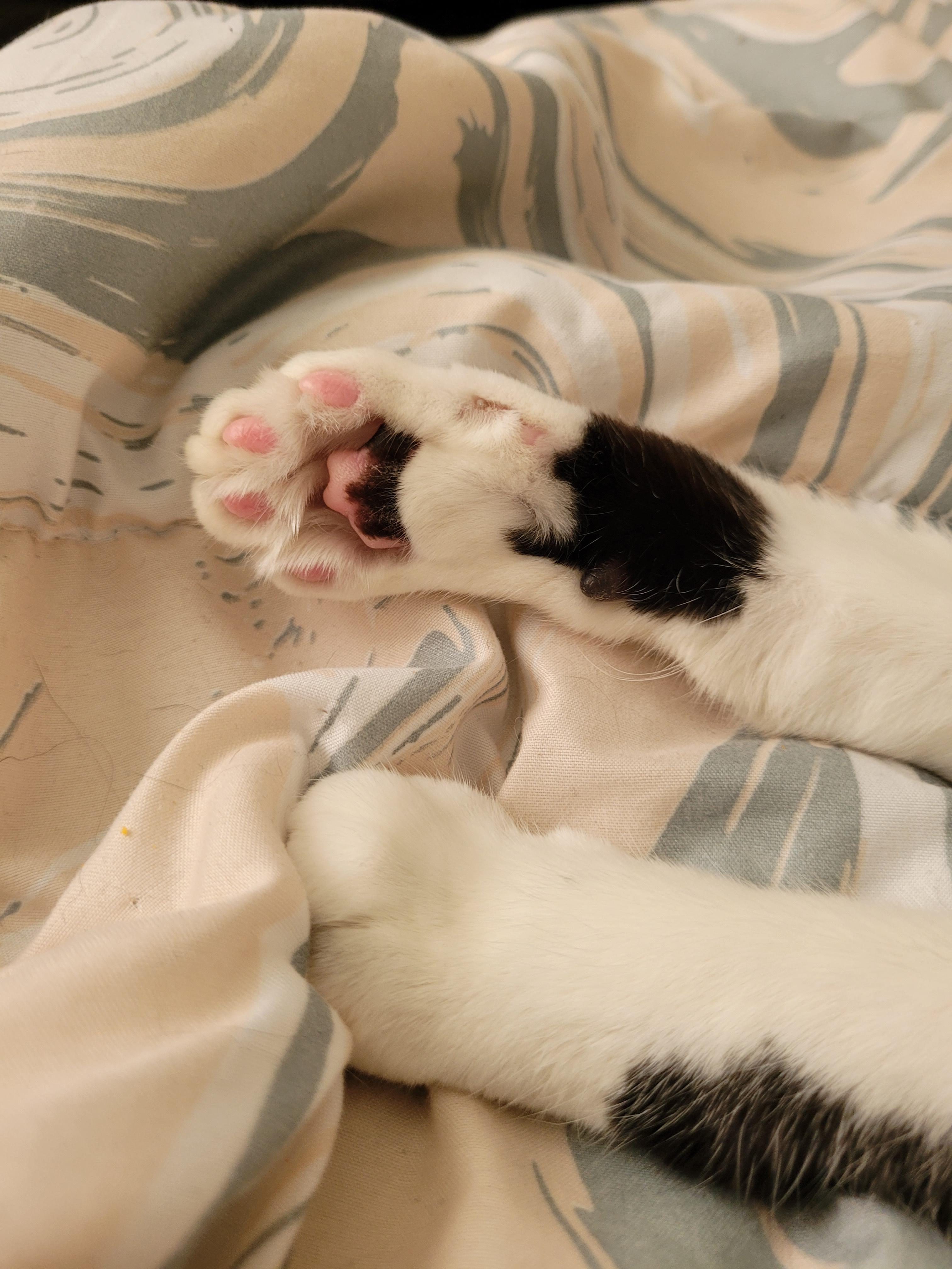 Fluffy toe beans | Scrolller