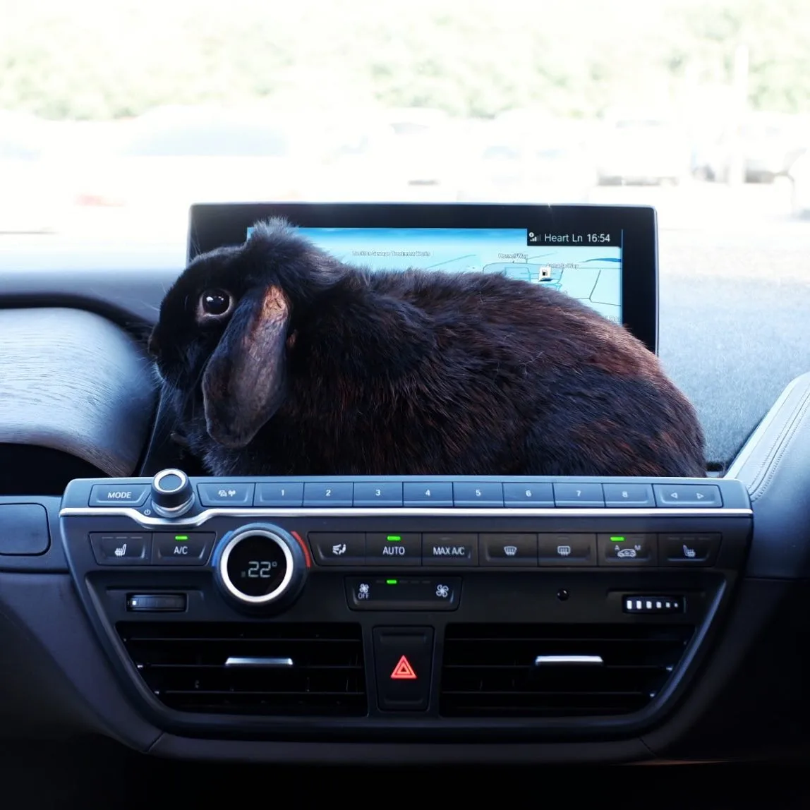 Fluffy void filling a void in the car's dashboard | Scrolller