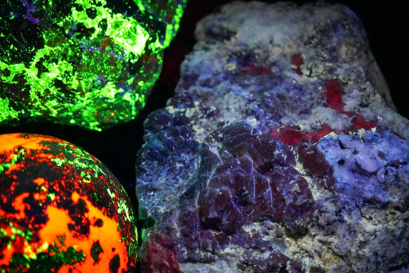 Fluorescent Menagerie | Scrolller