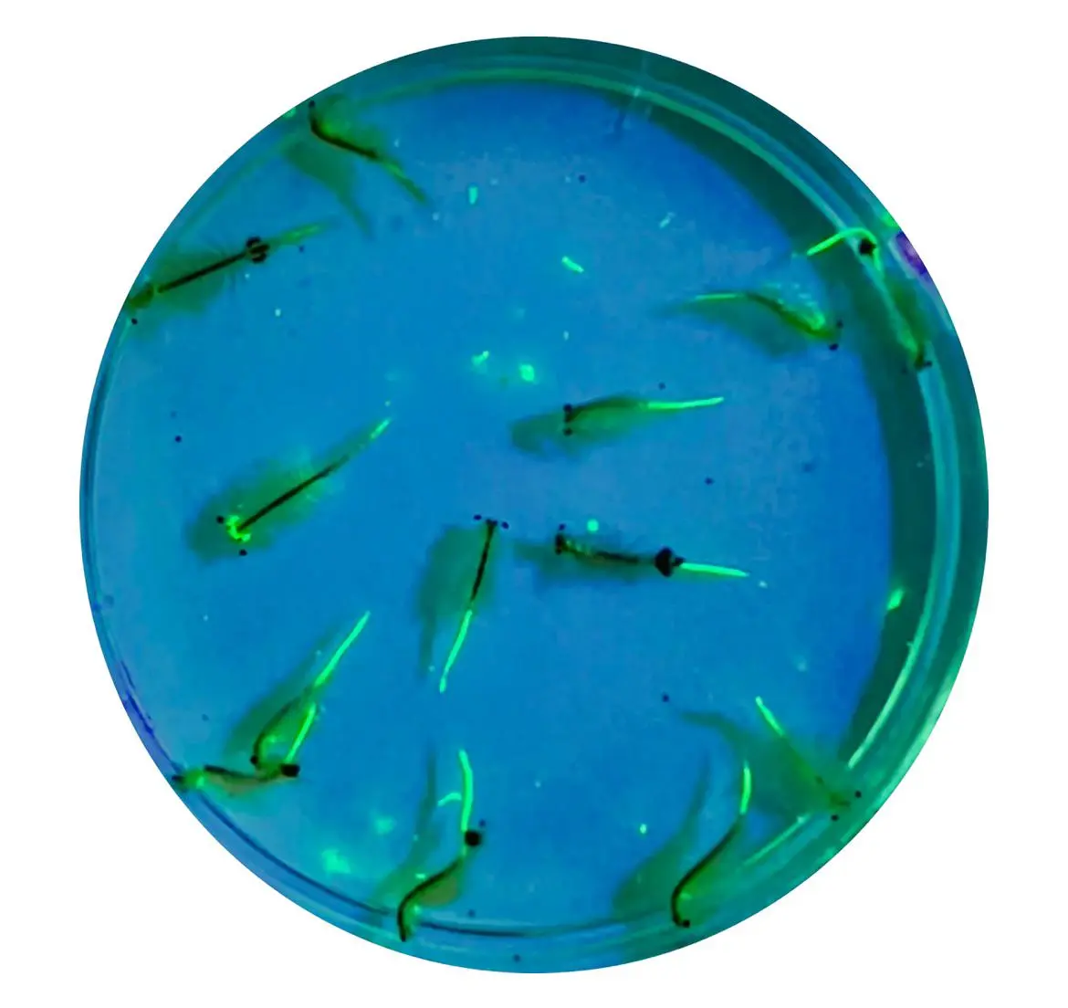 Fluorescent sea monkeys !!! | Scrolller