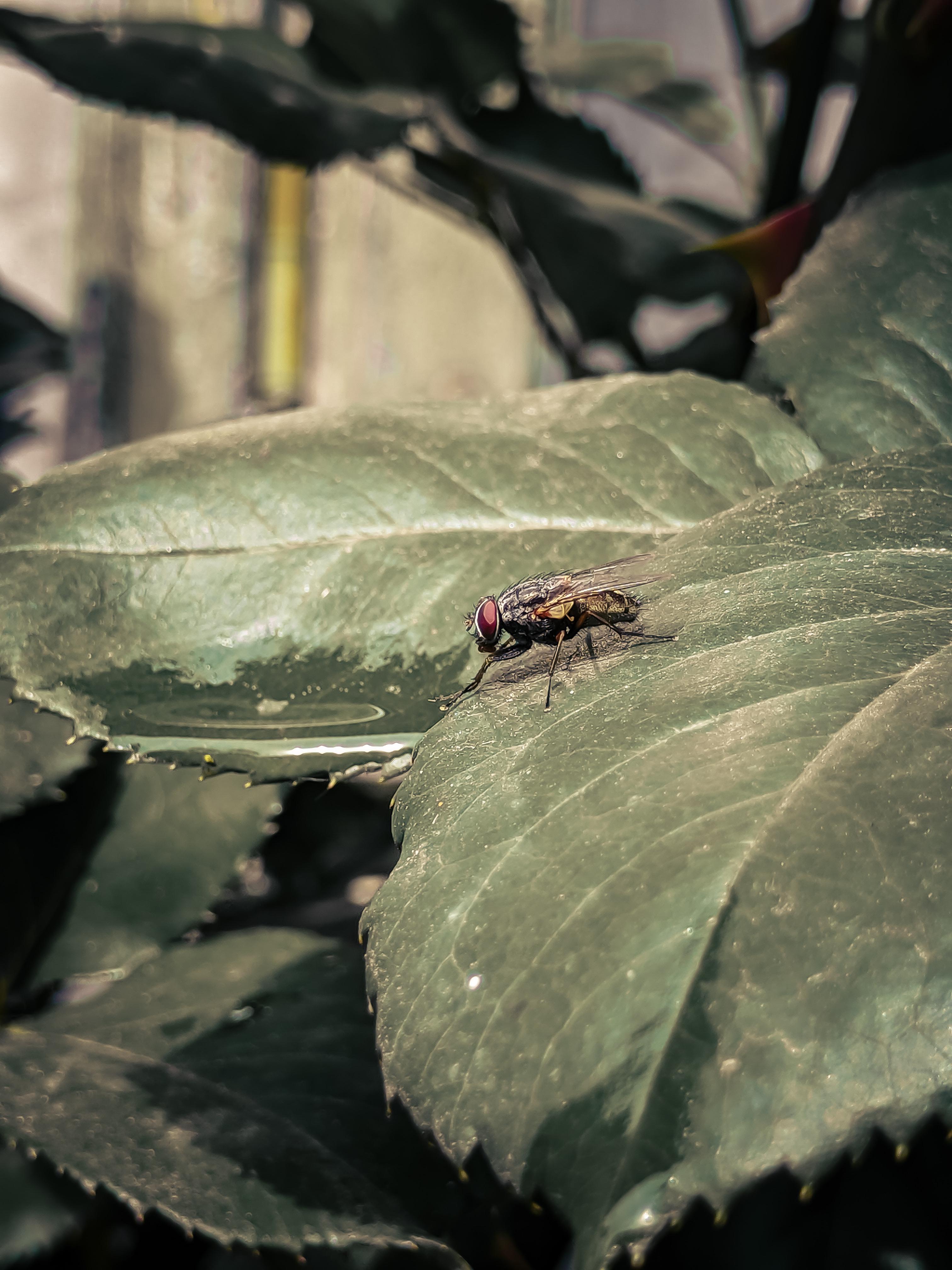 Fly [OC] | Scrolller