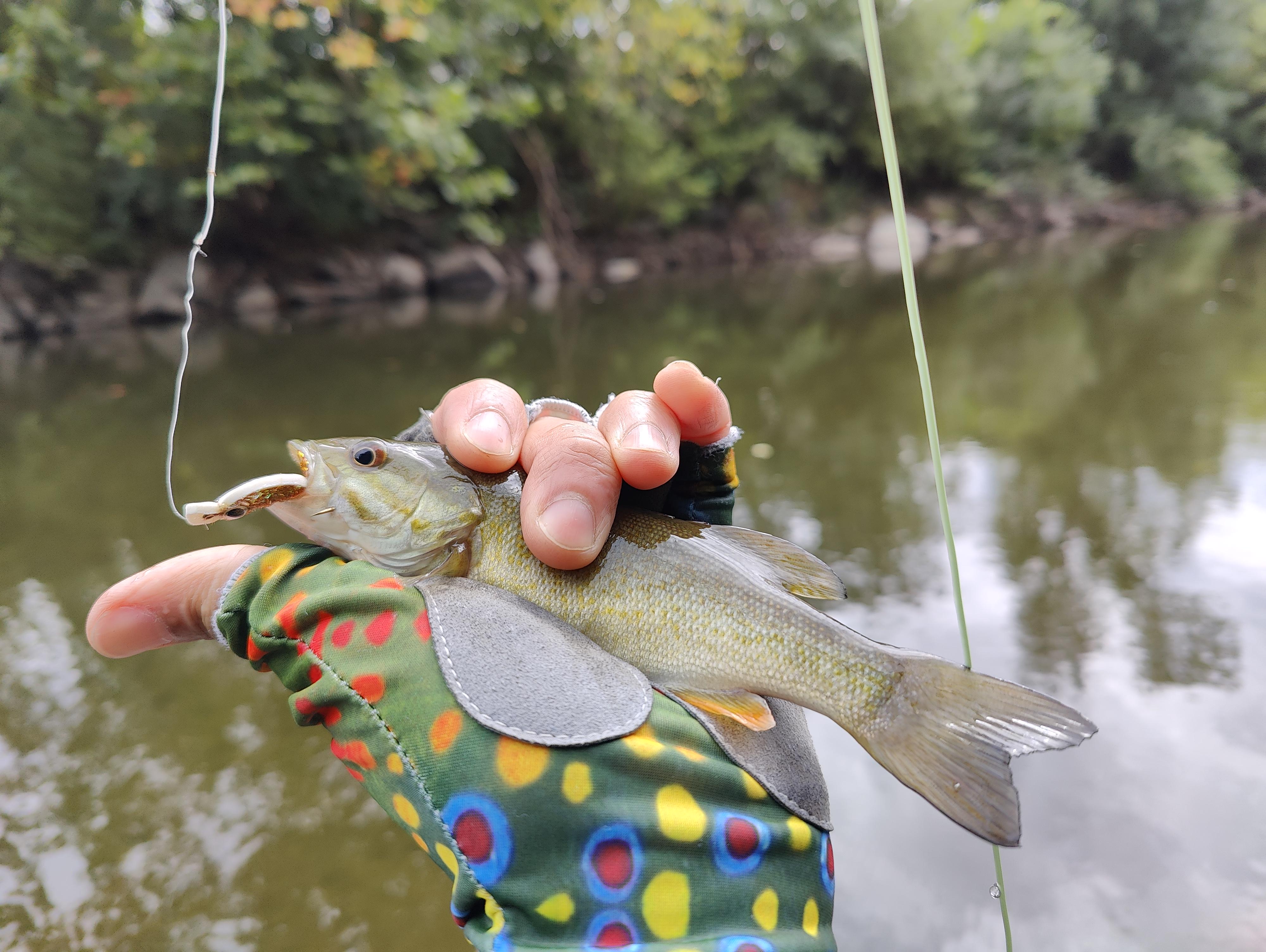 Fly Pattern Identification | Scrolller