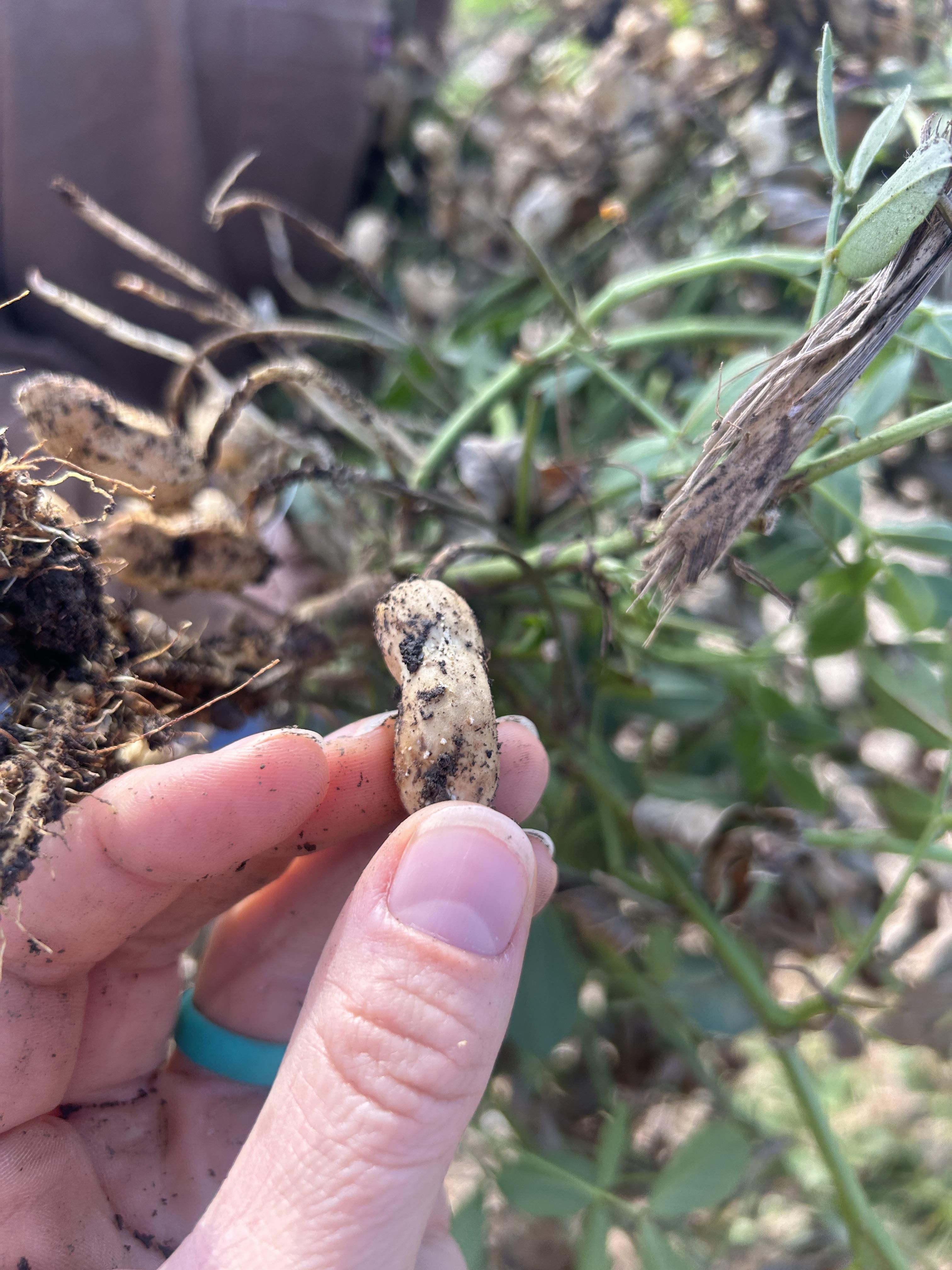 Is this mold on my peanuts? | Scrolller