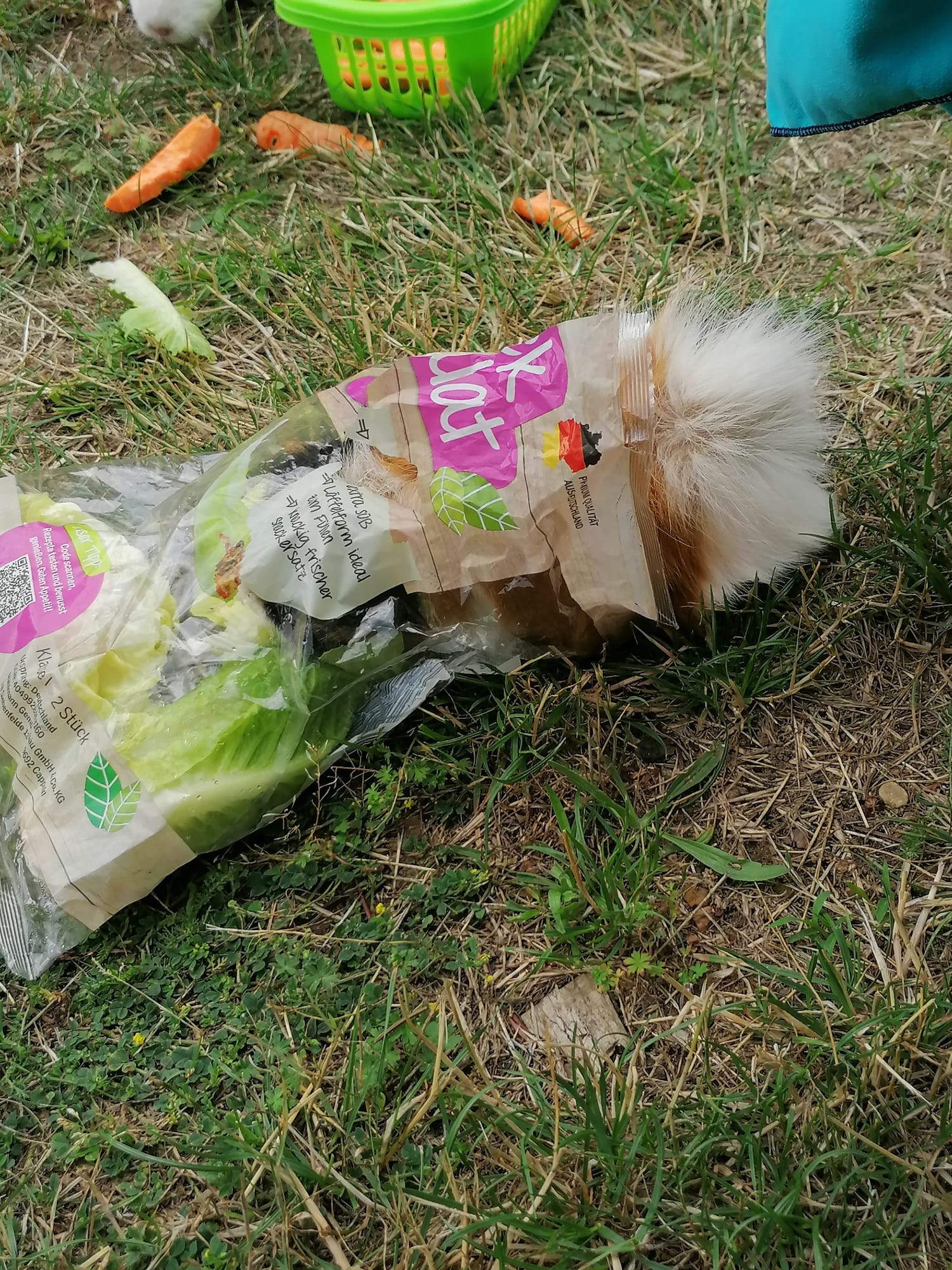 Some pictures of my pigs | Scrolller