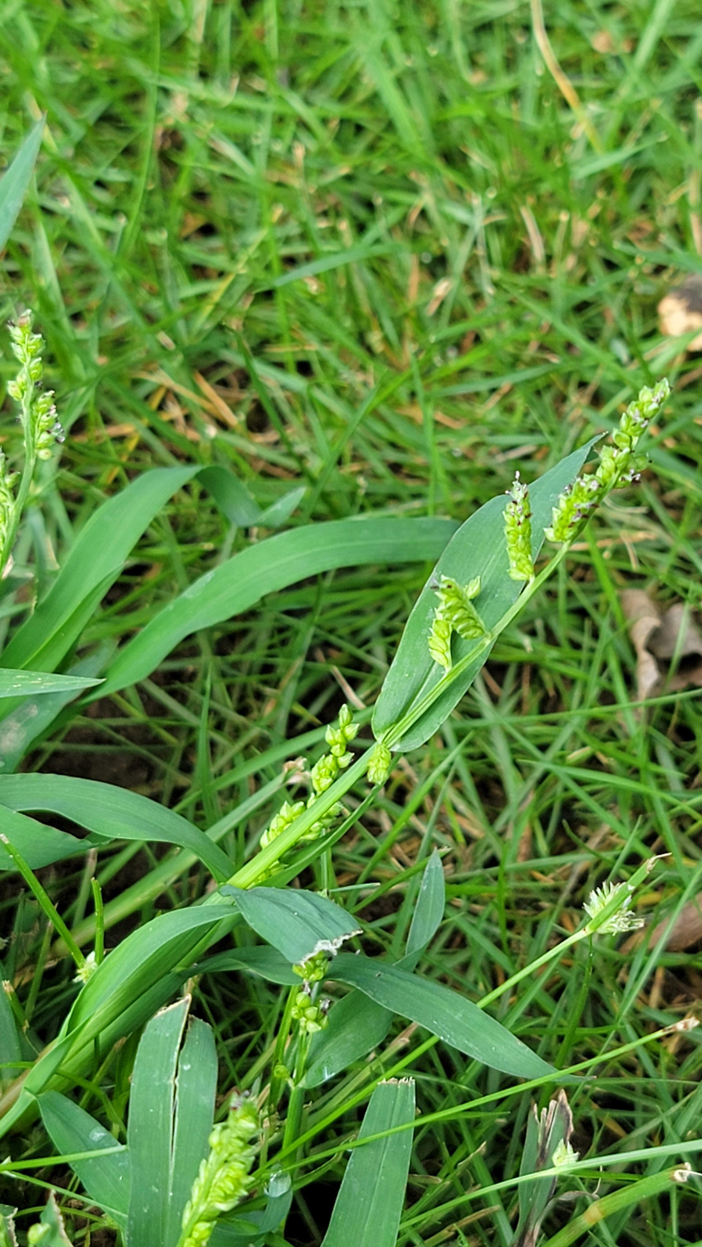 What is this weed in my zoysia lawn? | Scrolller