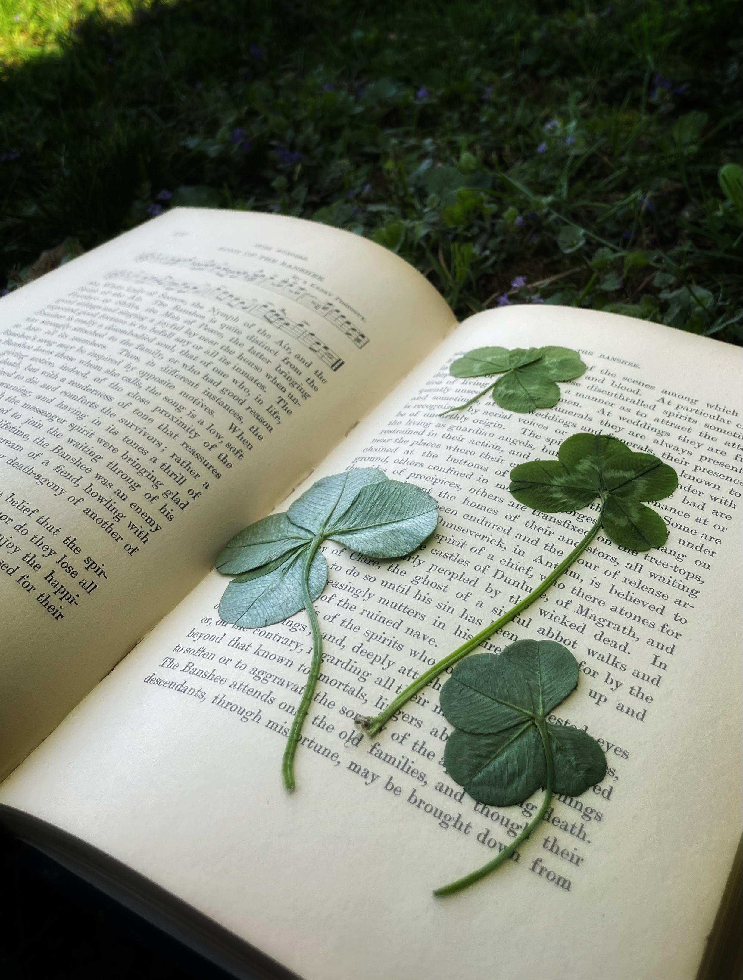 Four leaf clovers 🍀 | Scrolller