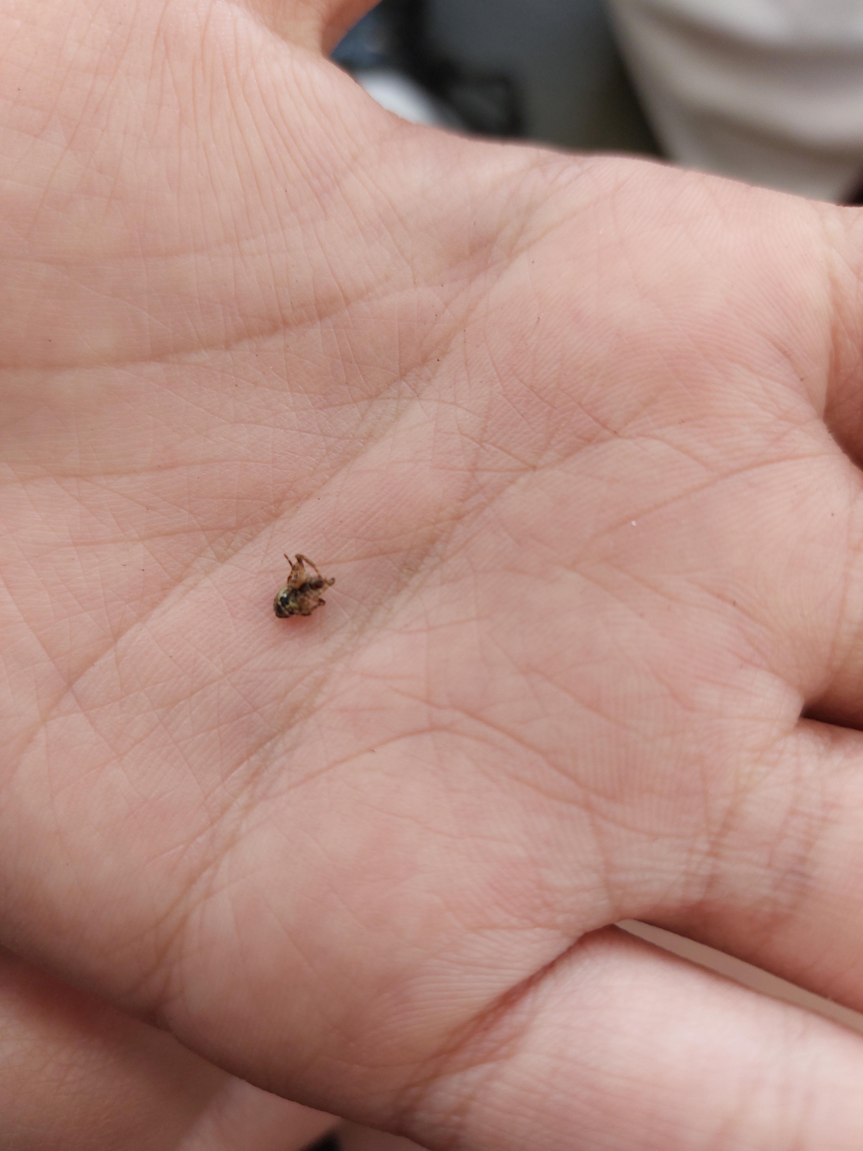 Need help identifying species | Scrolller