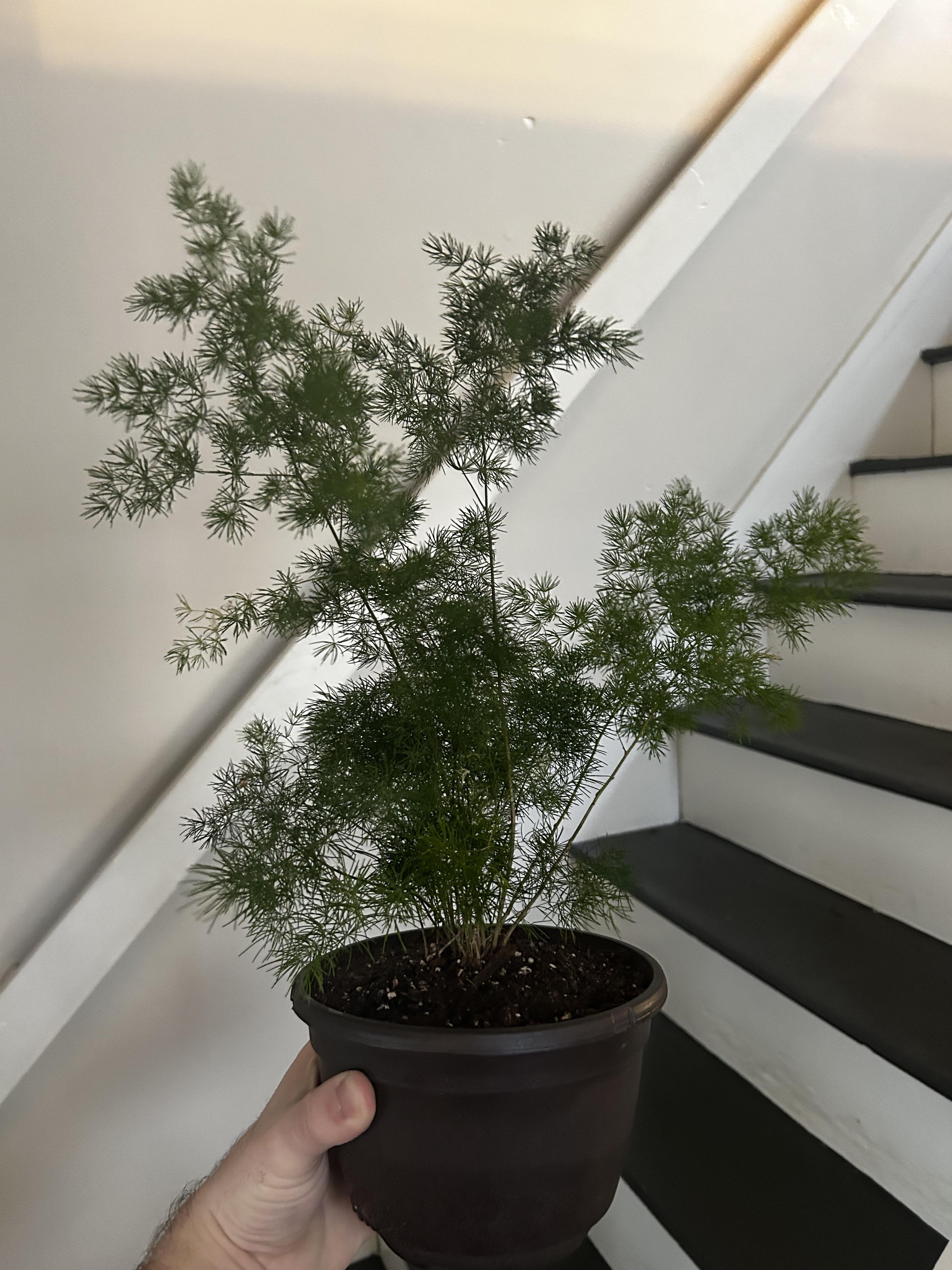 Help identifying this fern(?)? | Scrolller