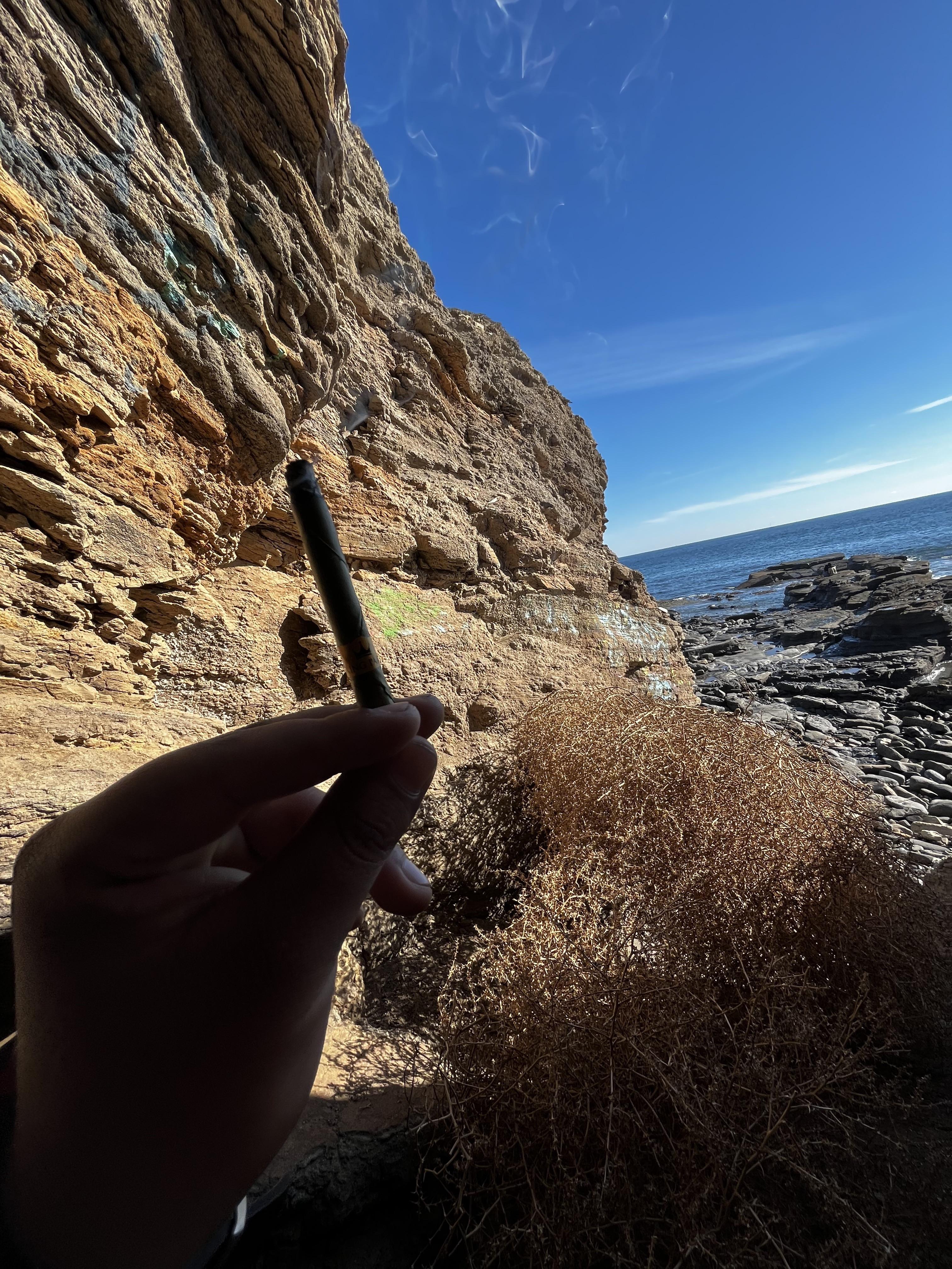 Discover more like Trees: Palm kings and Related Content | Scrolller