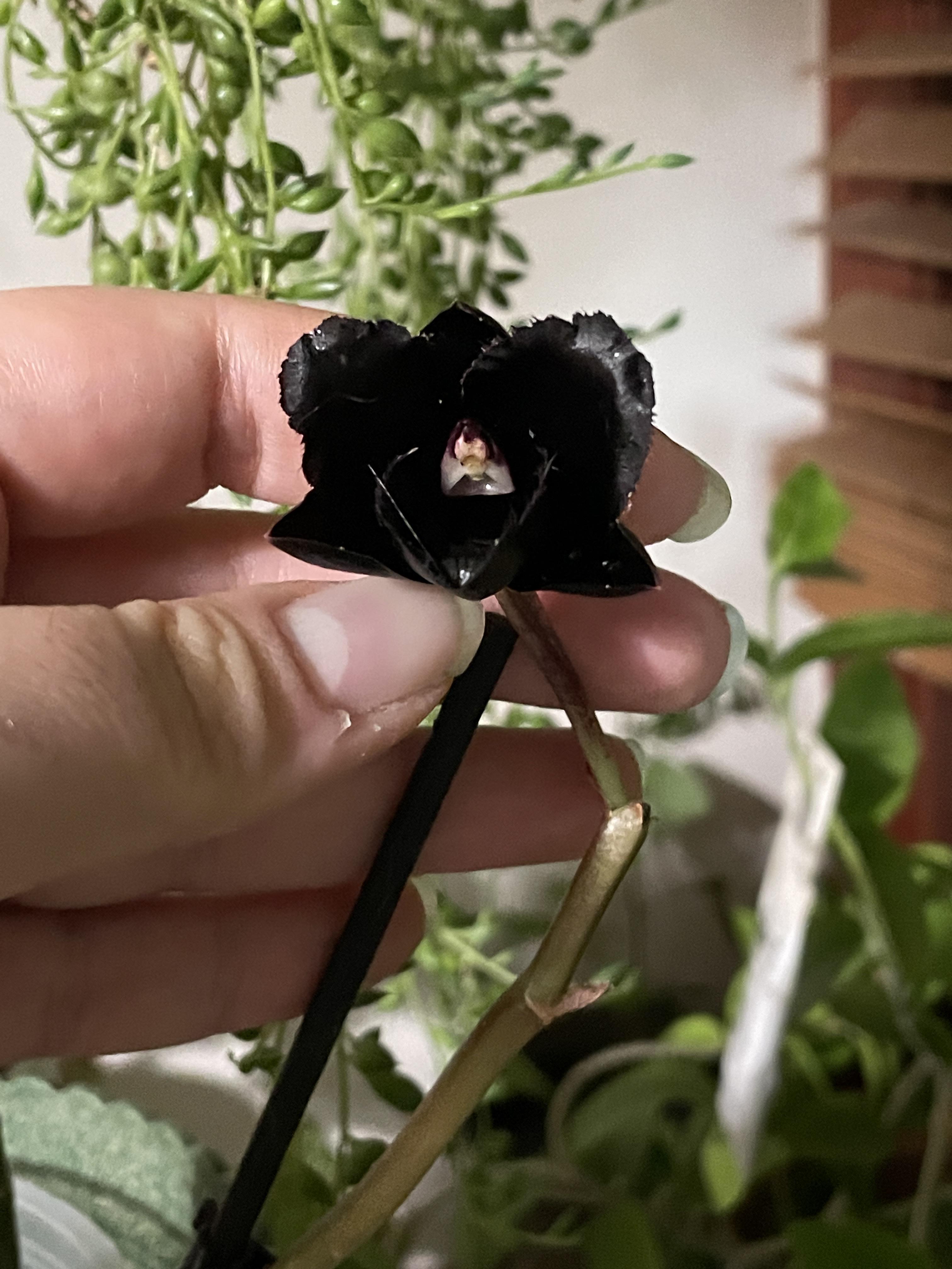 Fredclarkeara After Dark SVO “Black Pearl” - first bloom on my first catasetum! | Scrolller