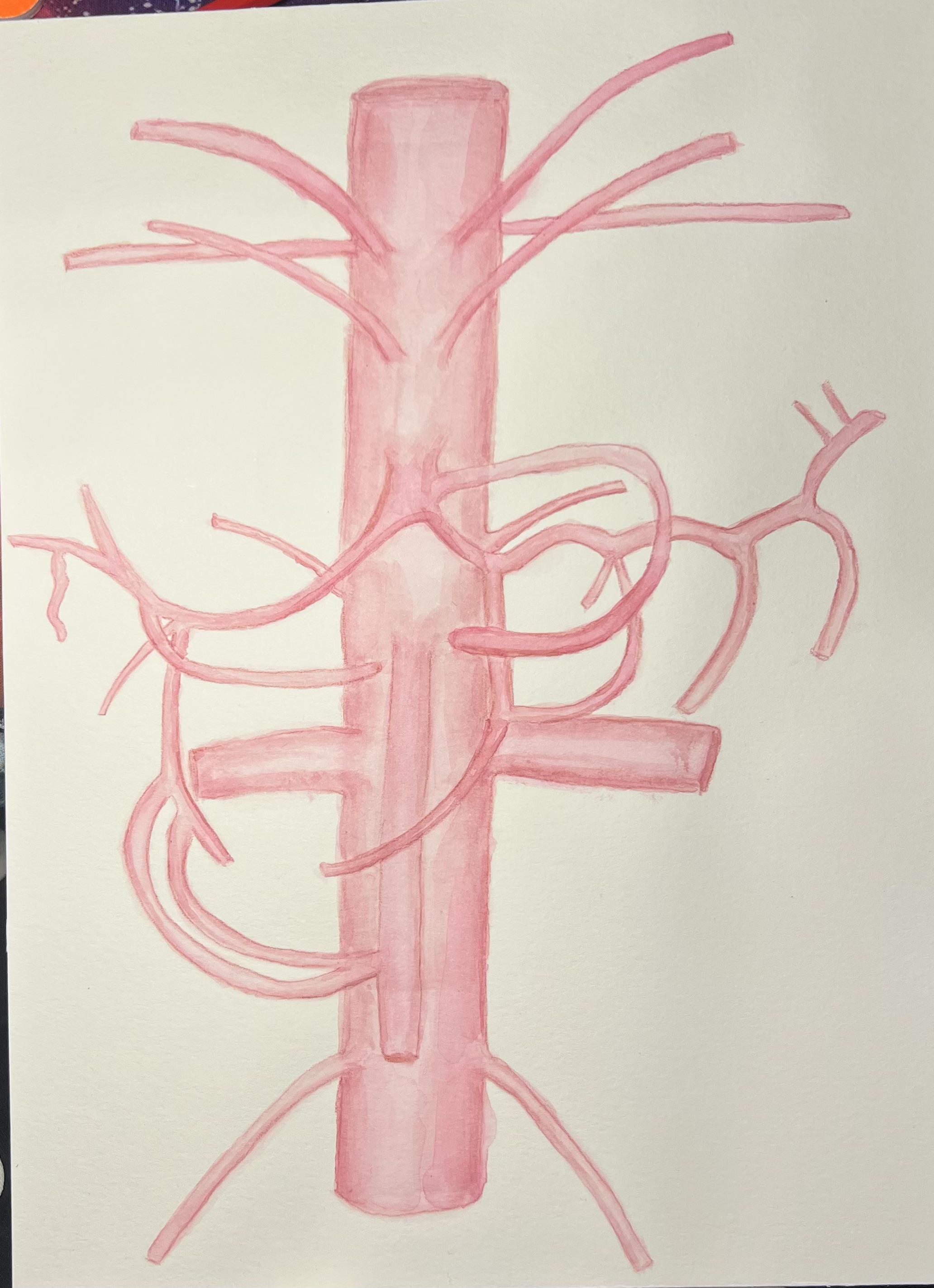 Freebie; abdominal arteries | Scrolller