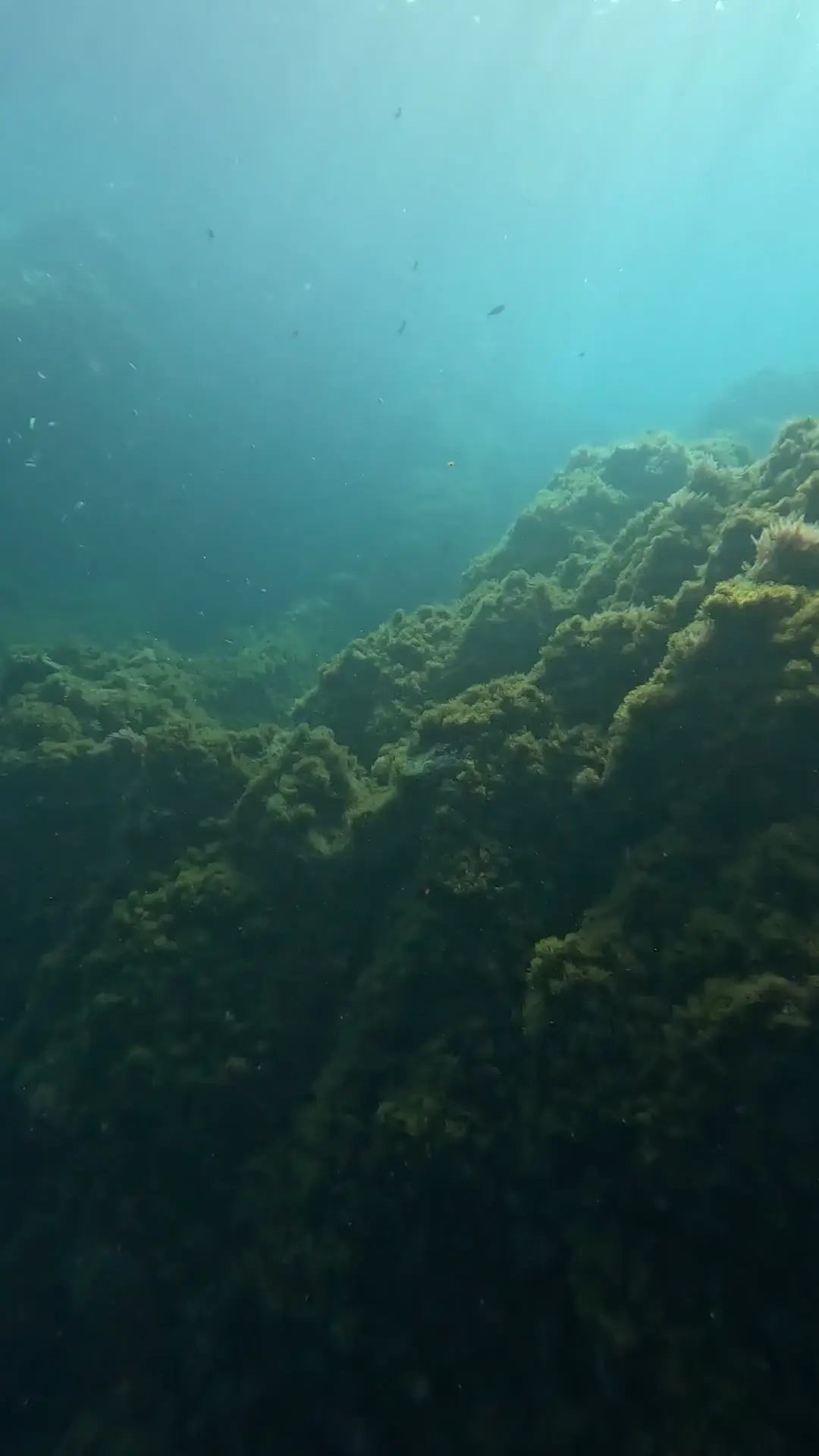 Freediving in the Azores | Scrolller