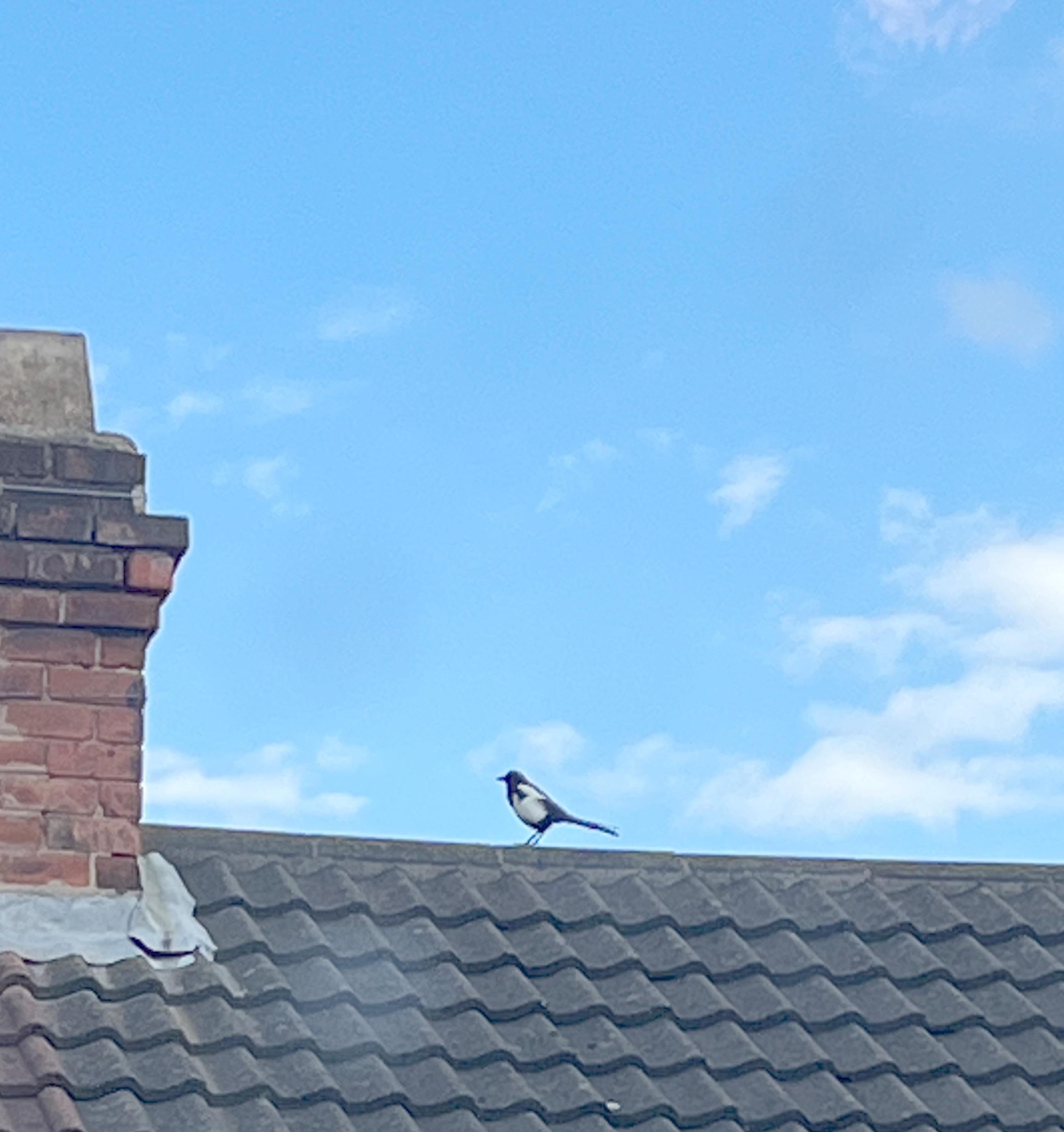 Friend on the roof | Scrolller