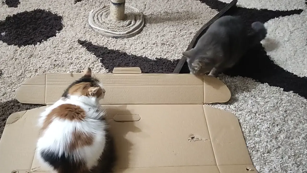 fright and fight | Scrolller