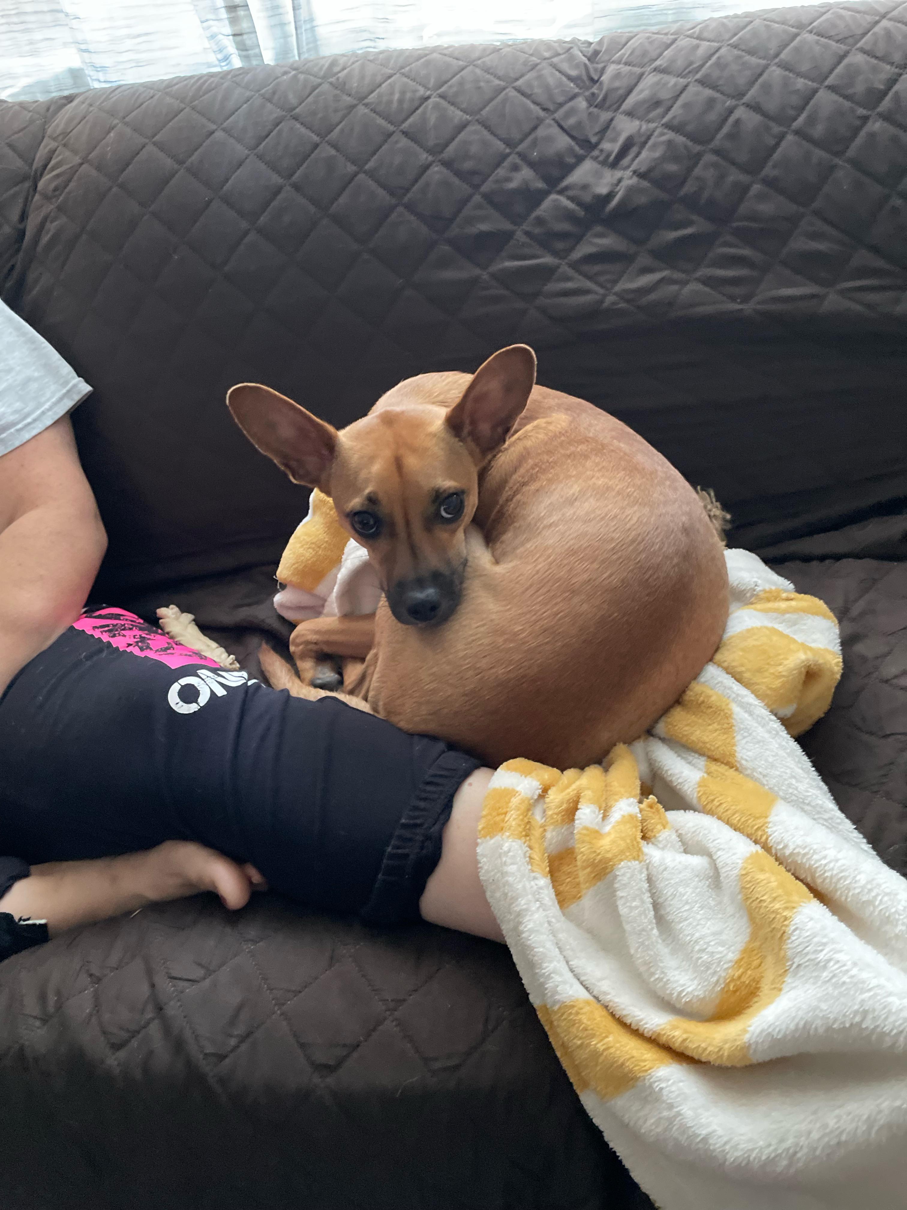 Frito the massive chi | Scrolller