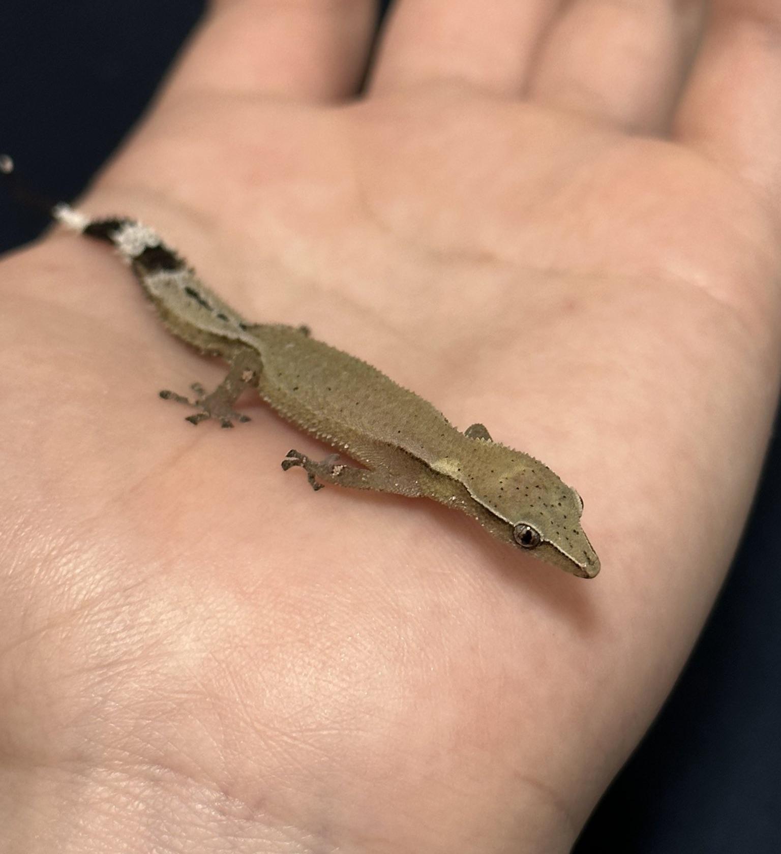 A small peek at some of the squad | Scrolller