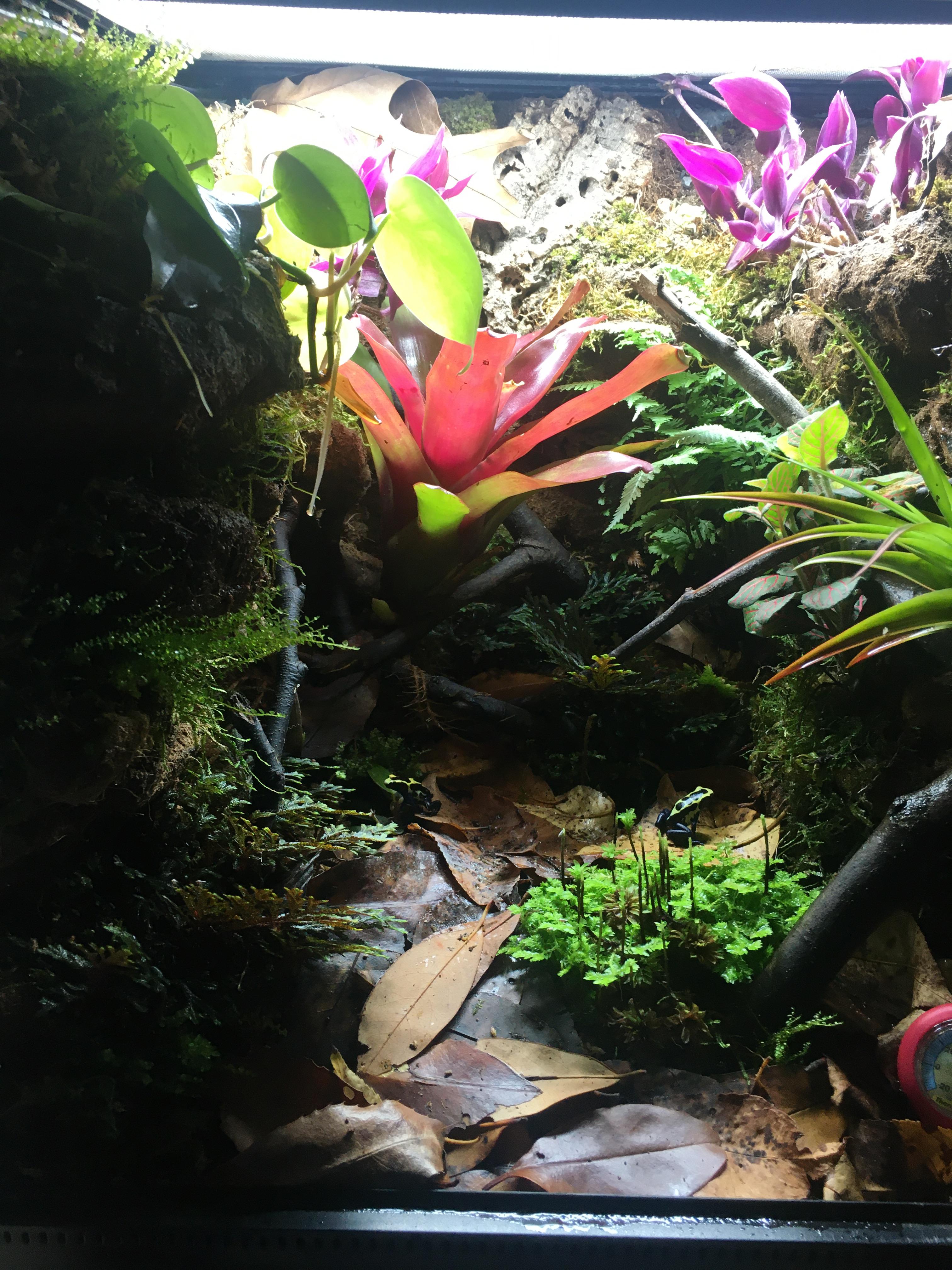 Frog Haven | Scrolller