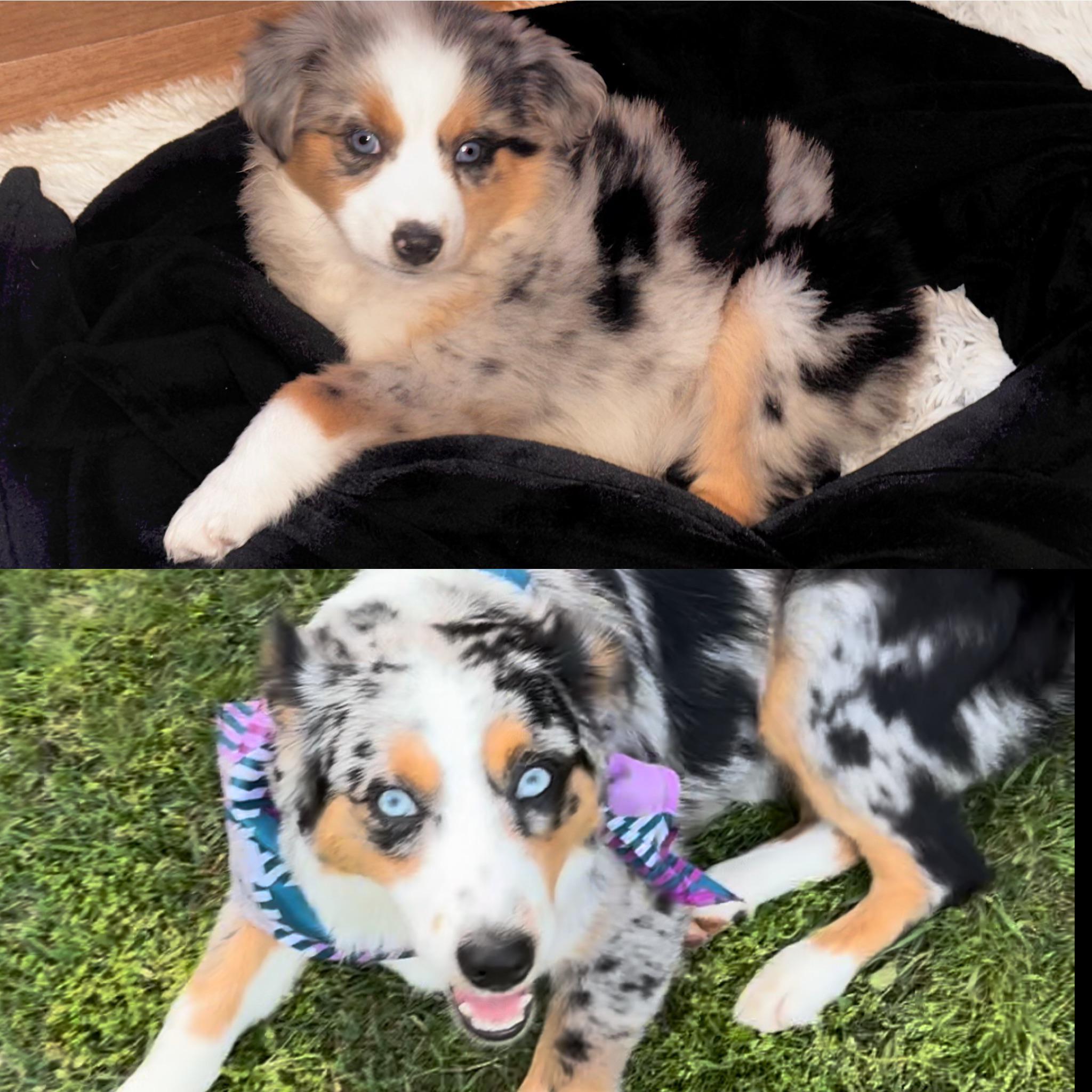 From mini to bowling ball | Scrolller