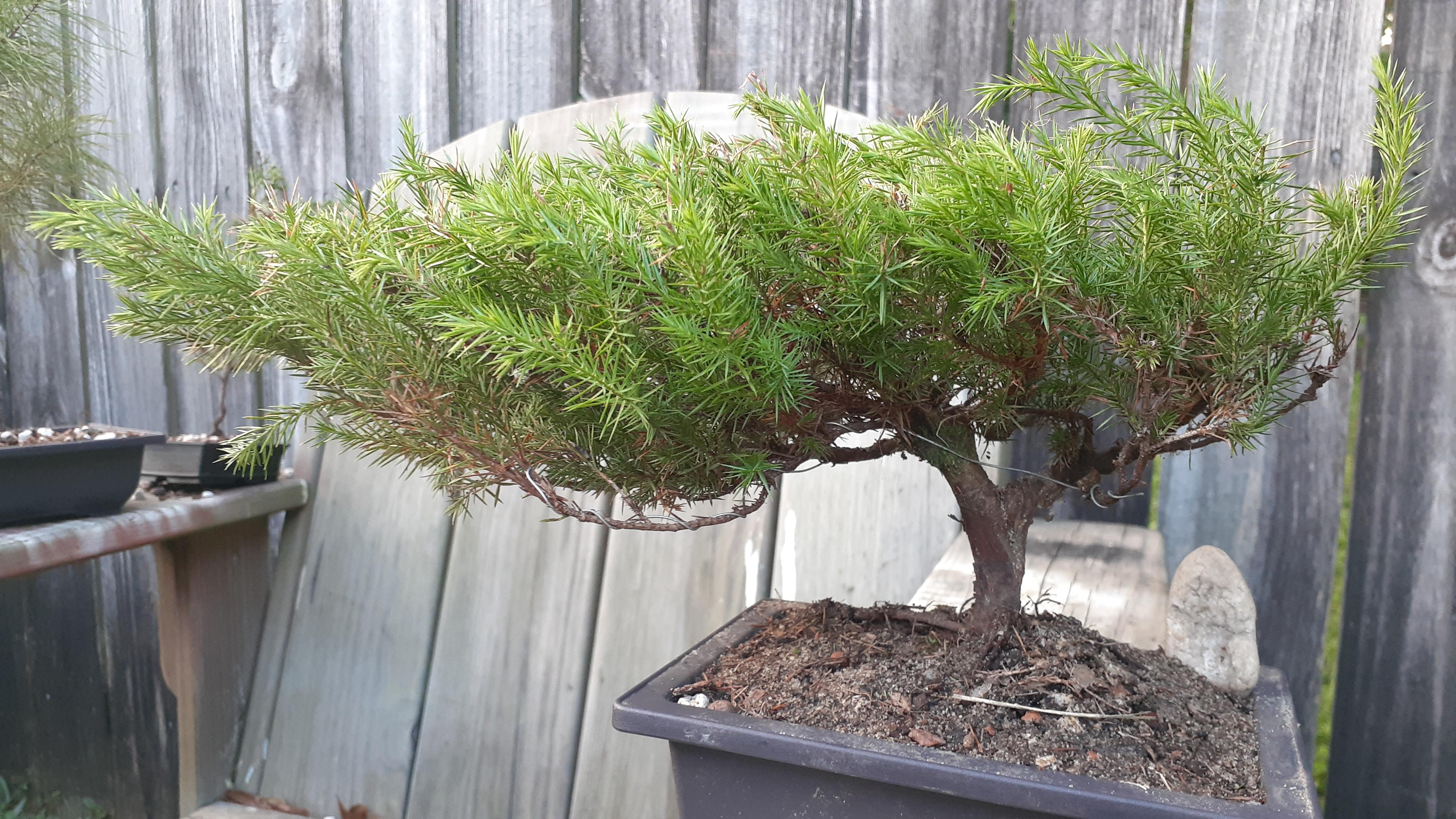 From the side of the road to the pot. Cypress Juniper. | Scrolller