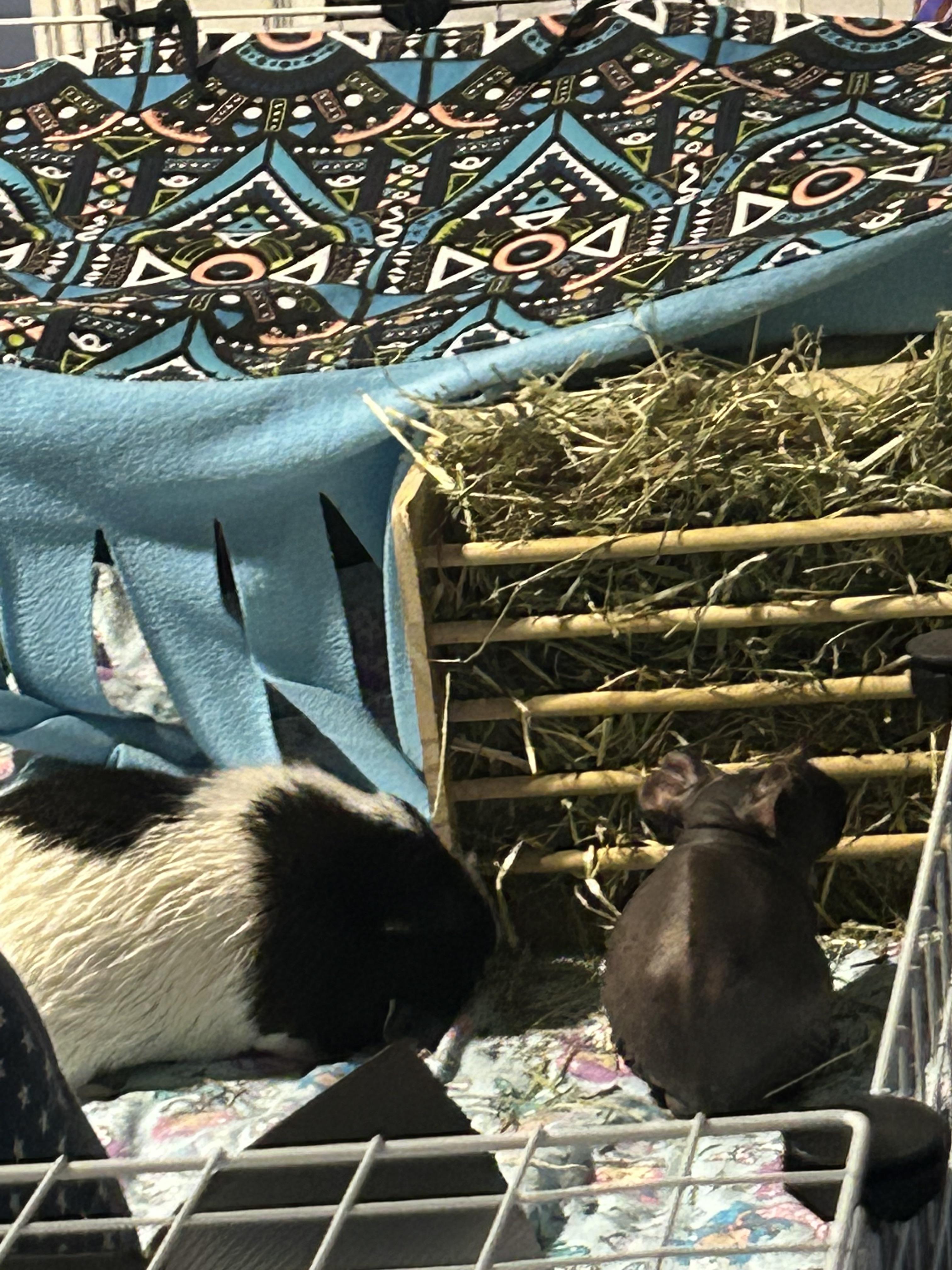 Skinny Skinny Pig | Scrolller