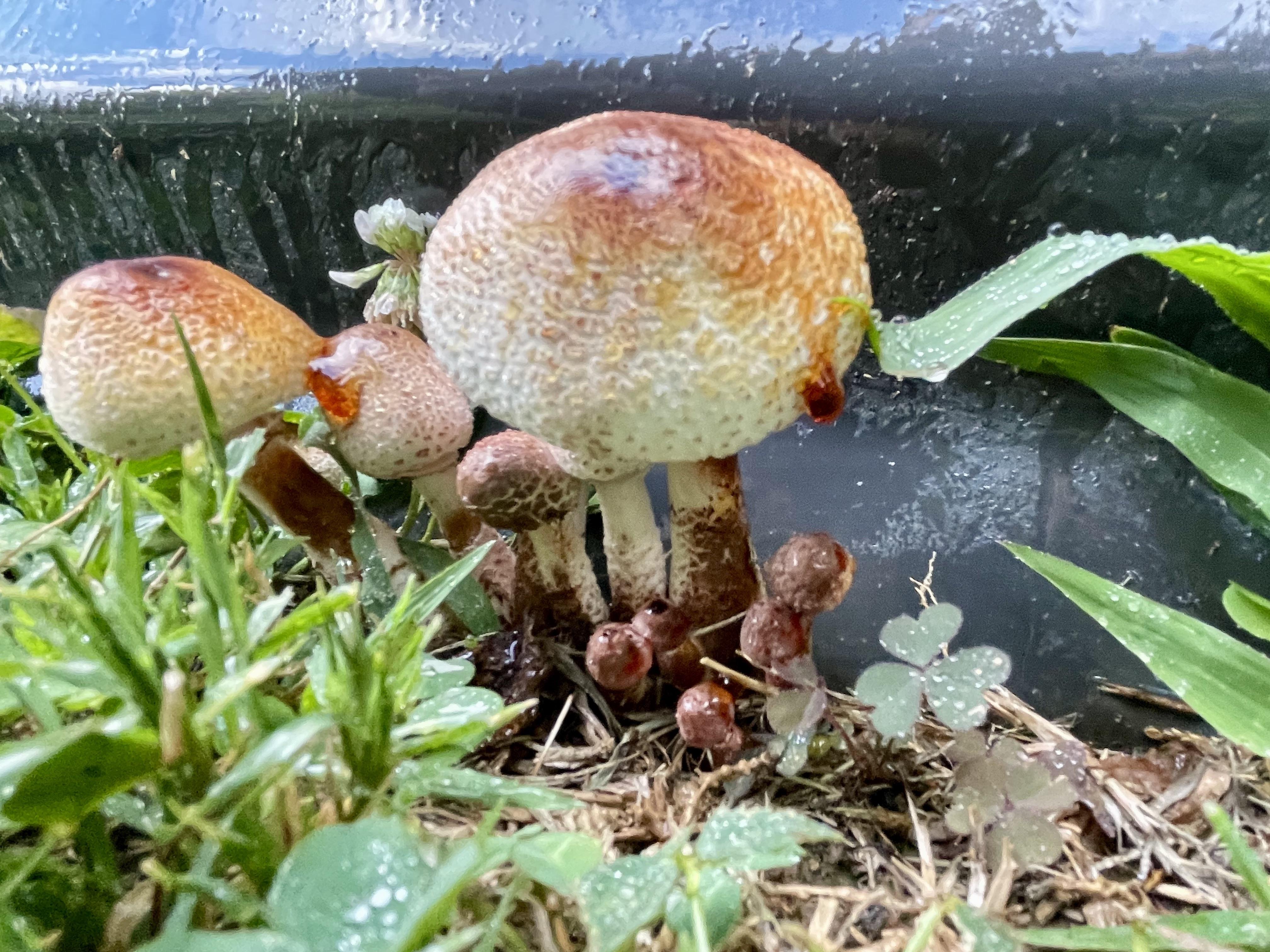 Help with ID | Scrolller