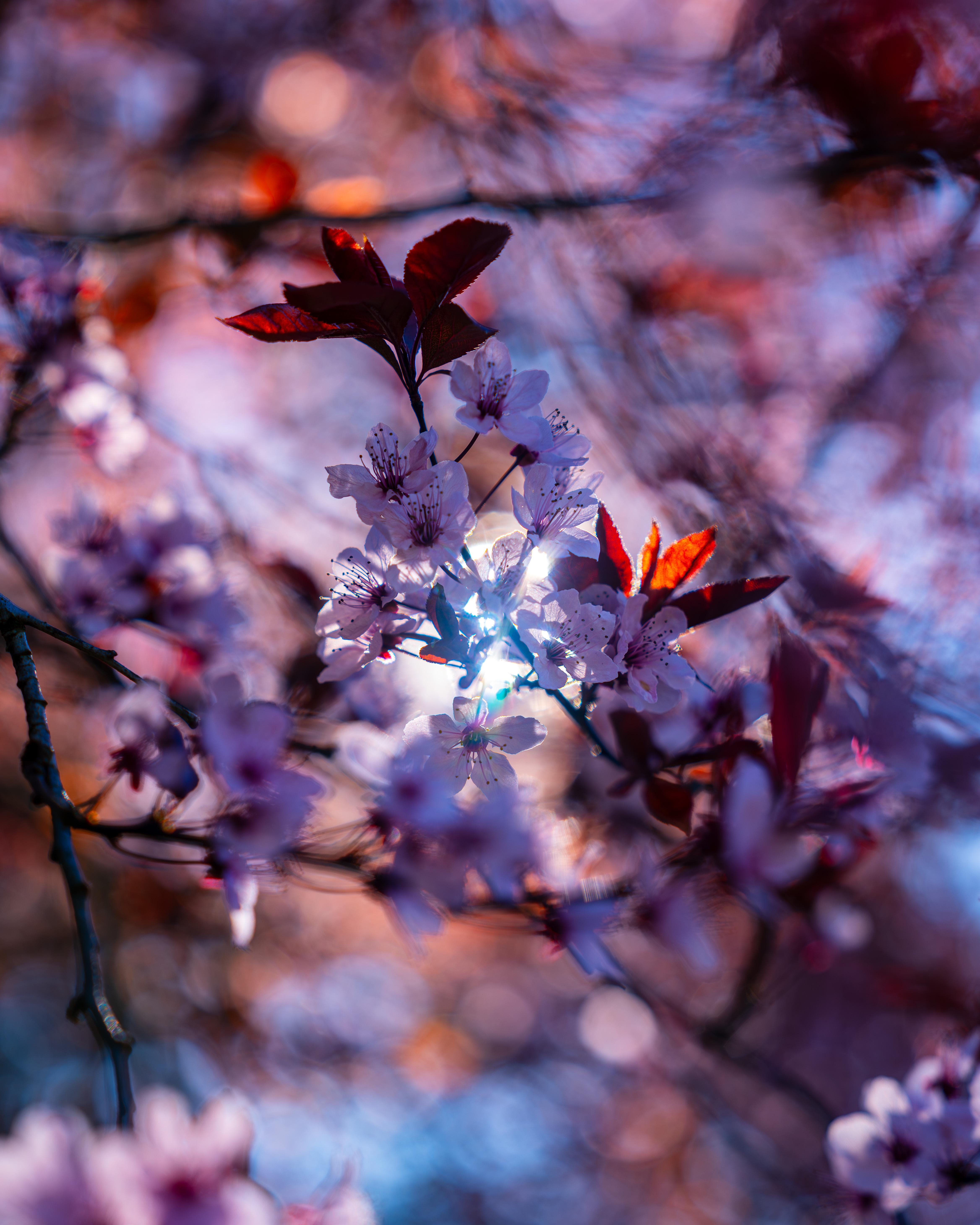 Full Bloom 🌸🌸🌸 | Scrolller