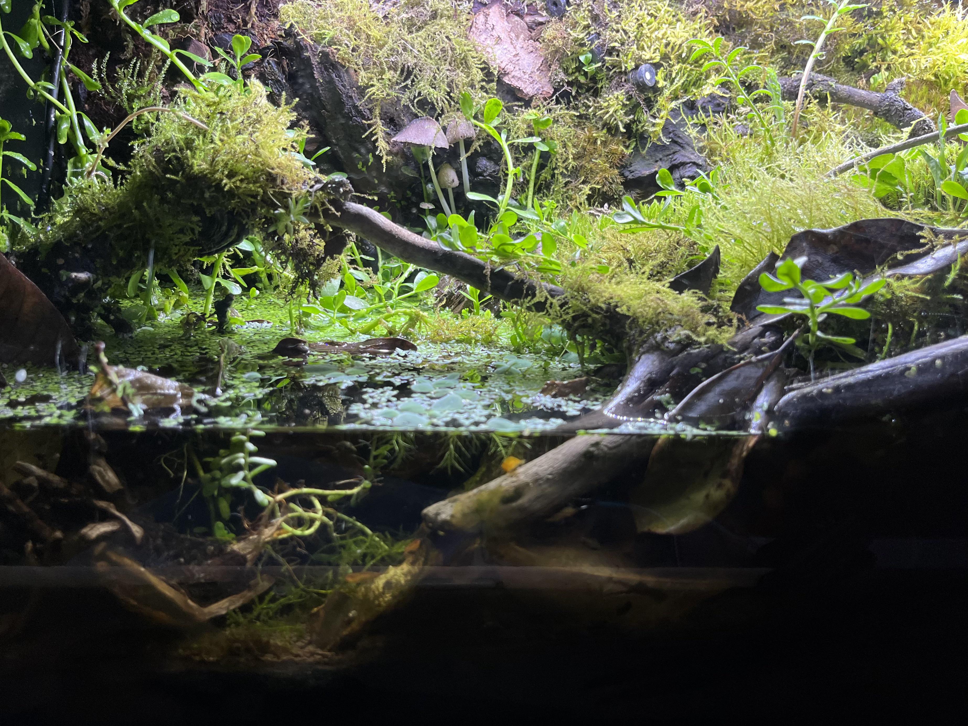 Fully bioactive paludarium | Scrolller