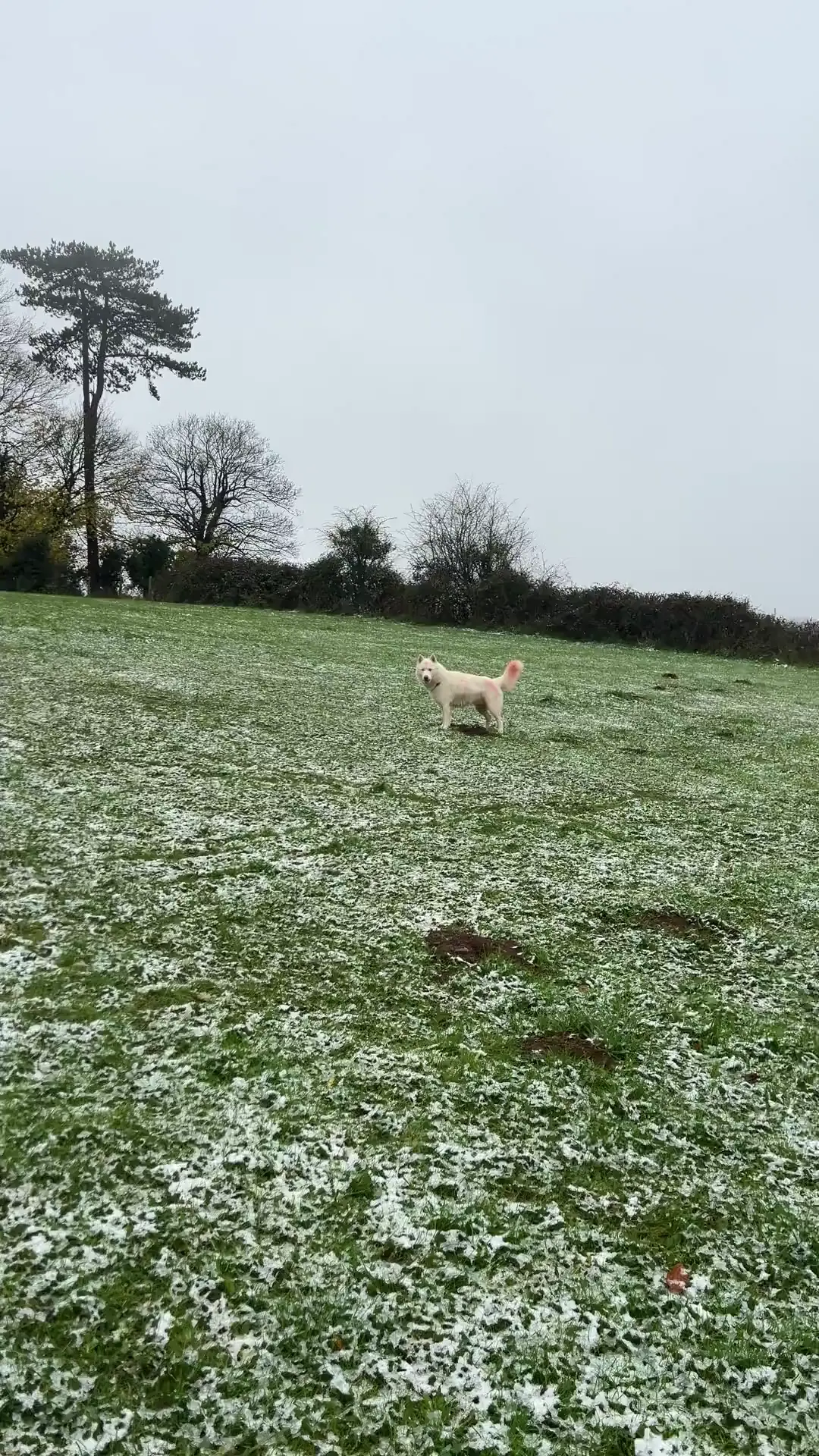 fun in the… ‘snow’ | Scrolller