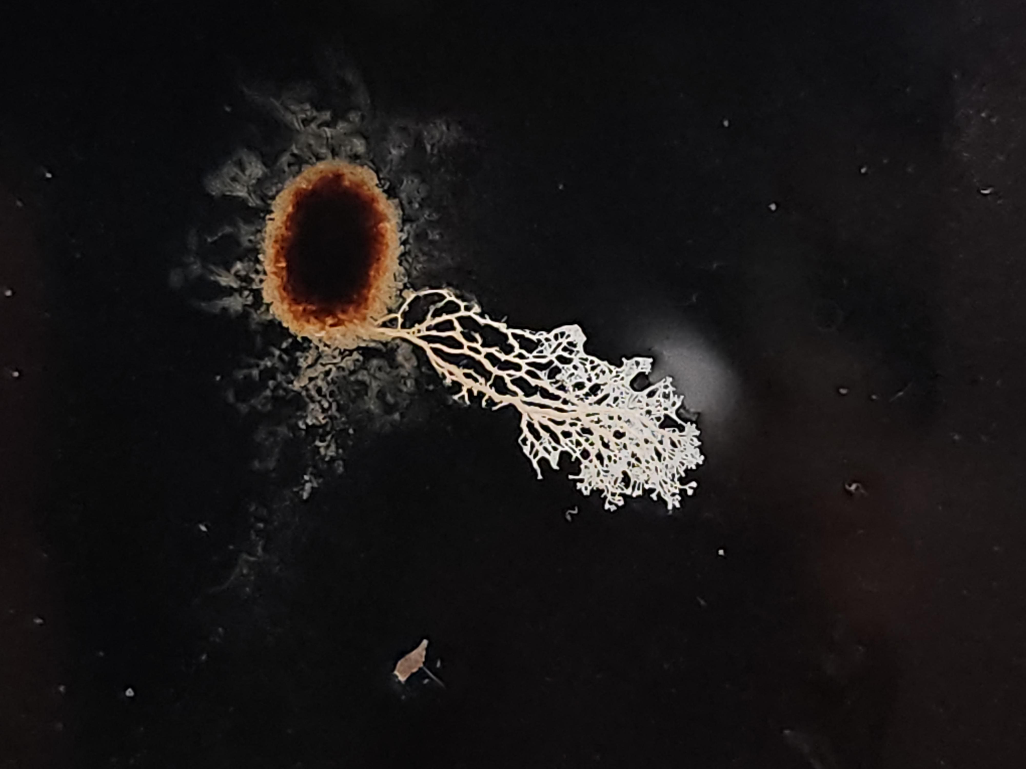 Organic Branching Structure | Scrolller