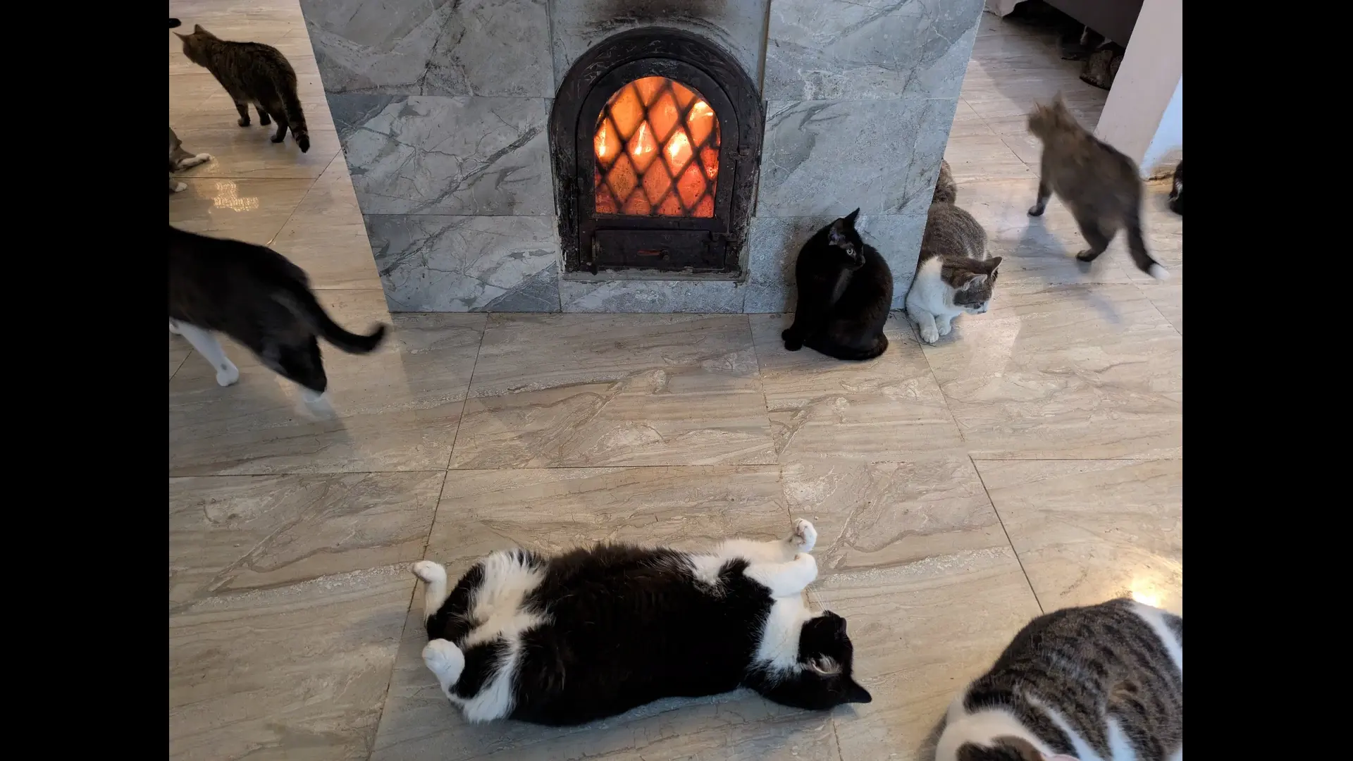 Discover more like Aww: Funny cat sanctuary pics and Related Content ...