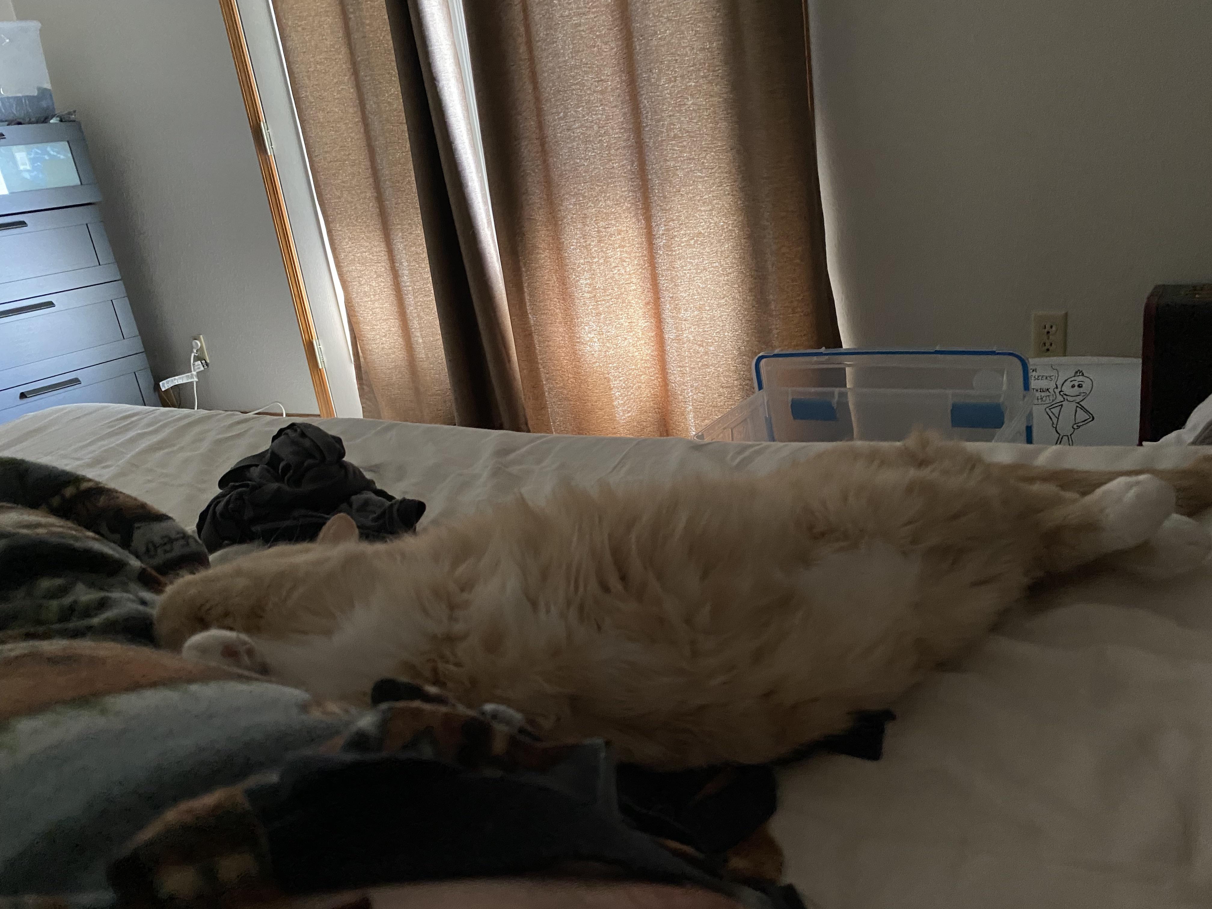 If only I could sleep as happily as Cheddar does... | Scrolller