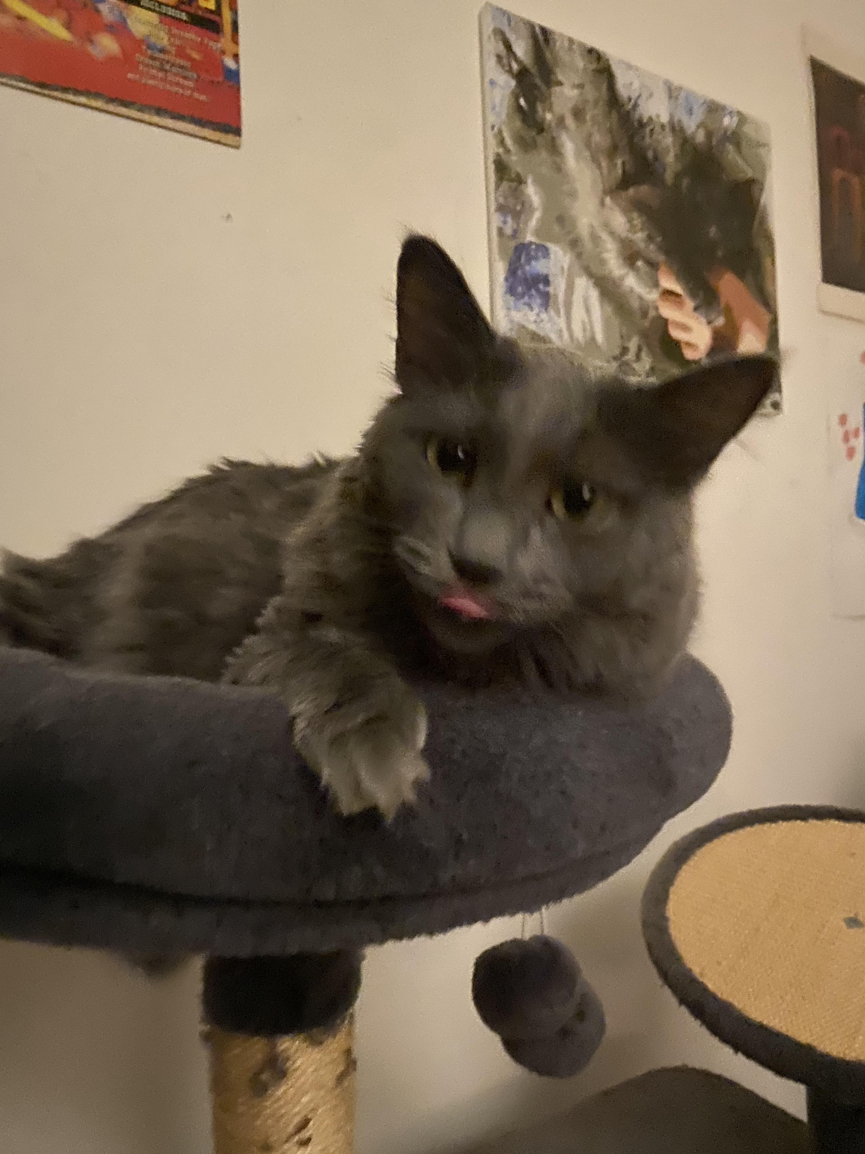 Sweet little neb eyes and blep | Scrolller