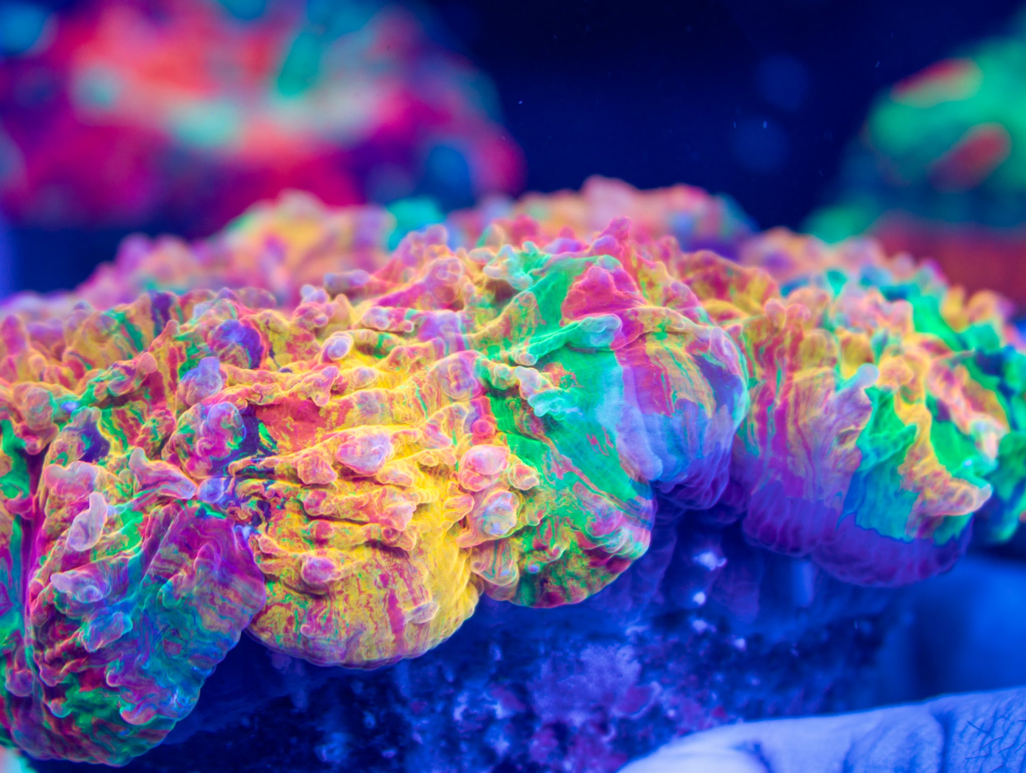 The color on this is insane!! | Scrolller