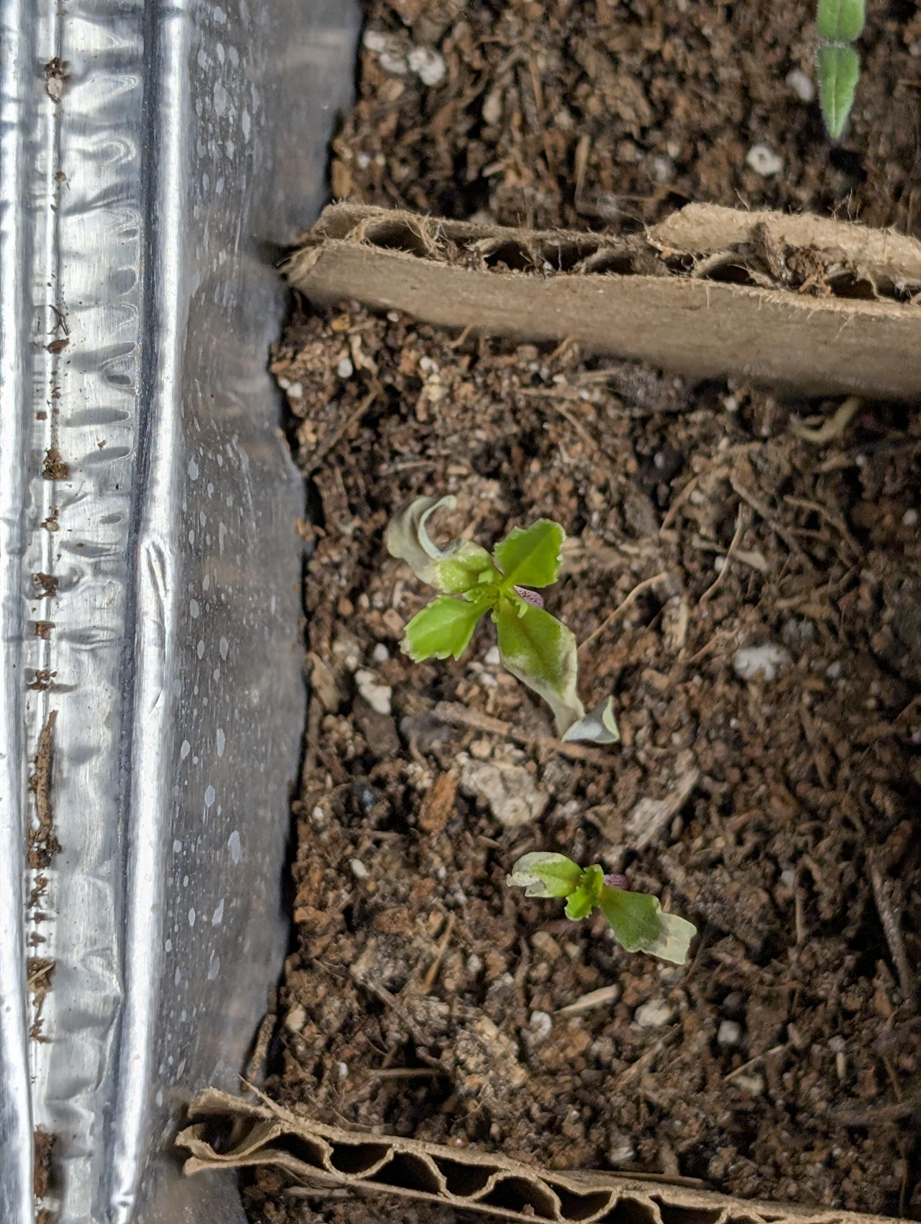 Marigold Seedlings | Scrolller