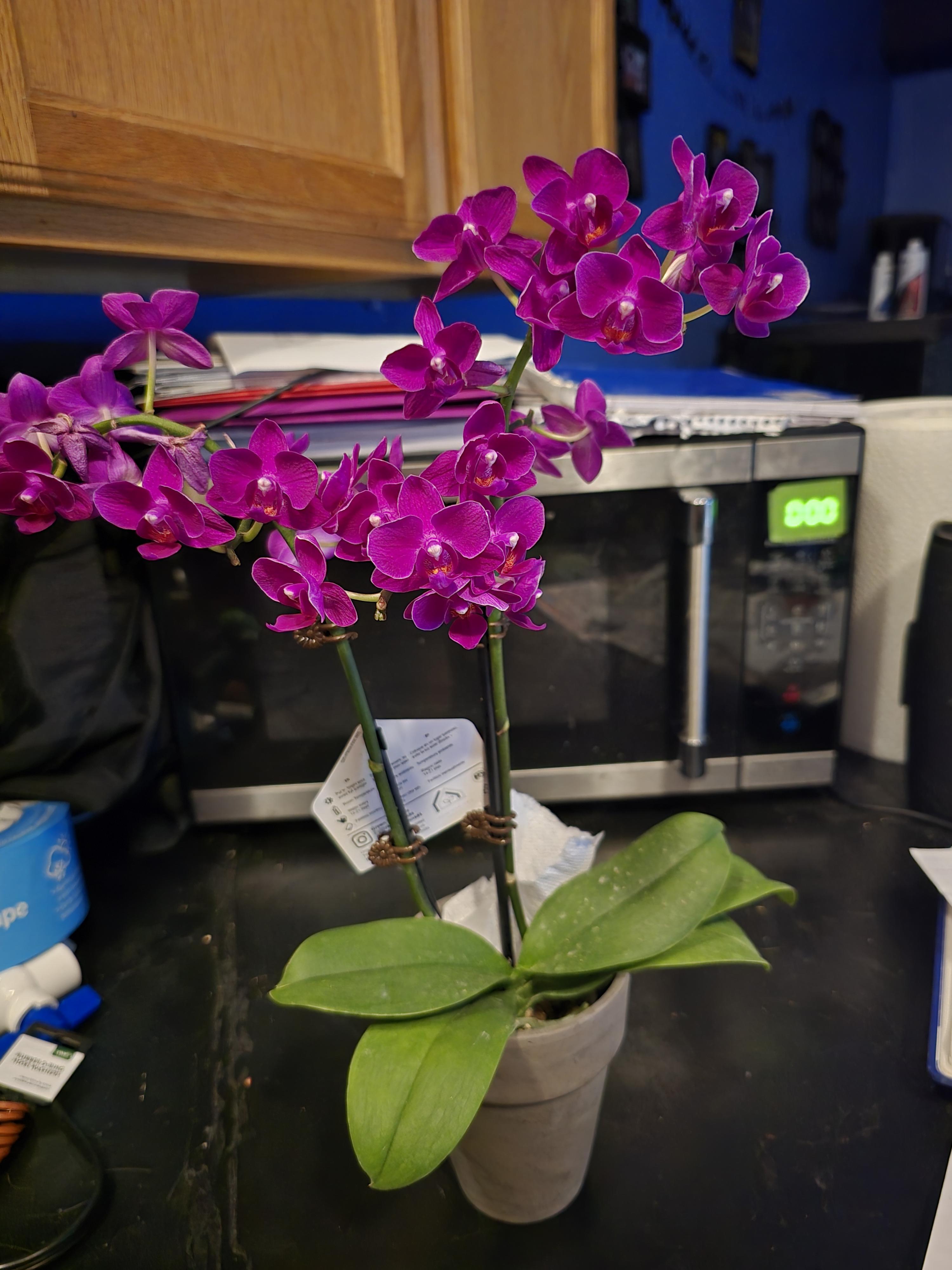 Help with a casa orchid? | Scrolller