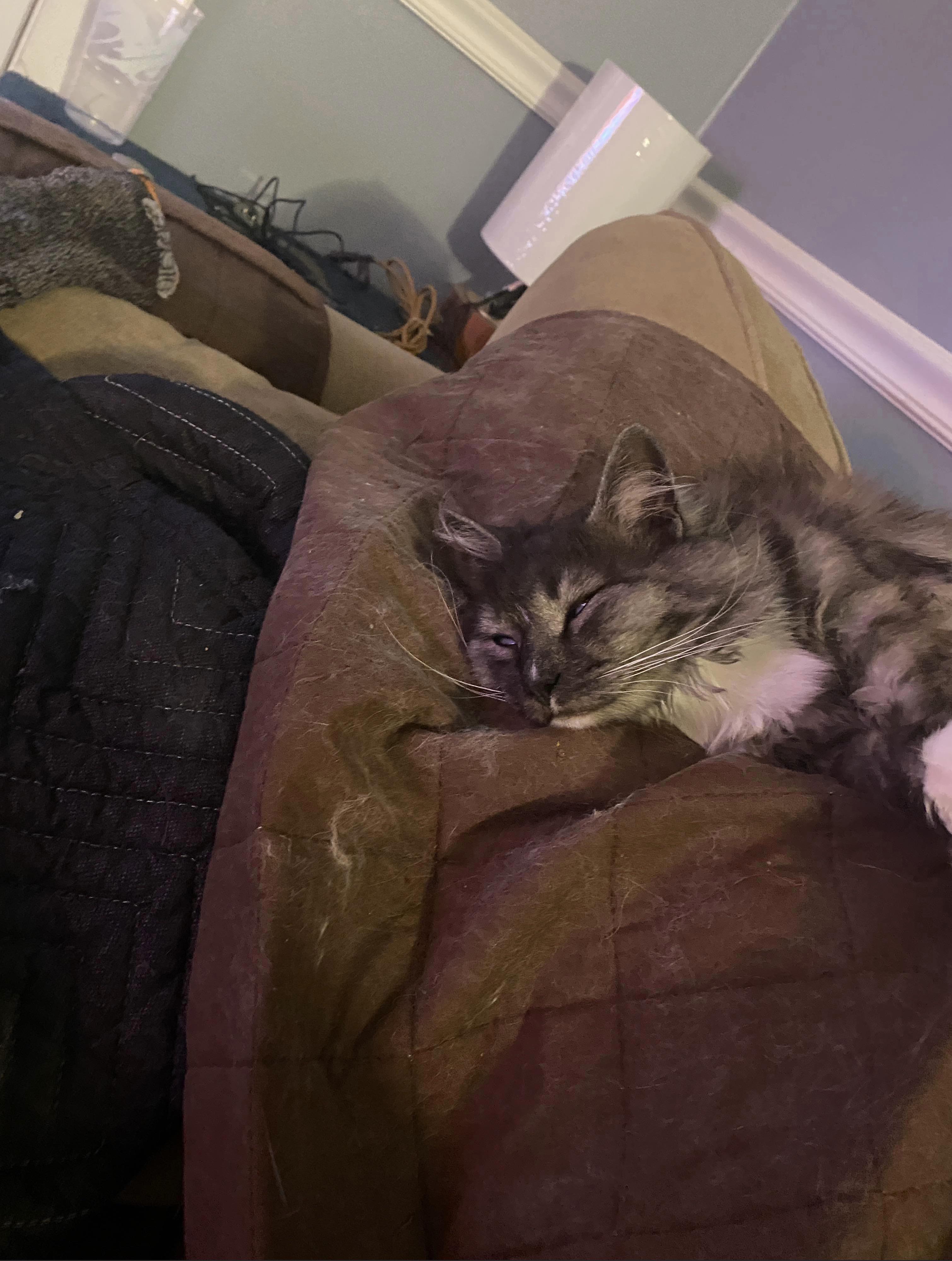 [oc] the process of napping | Scrolller