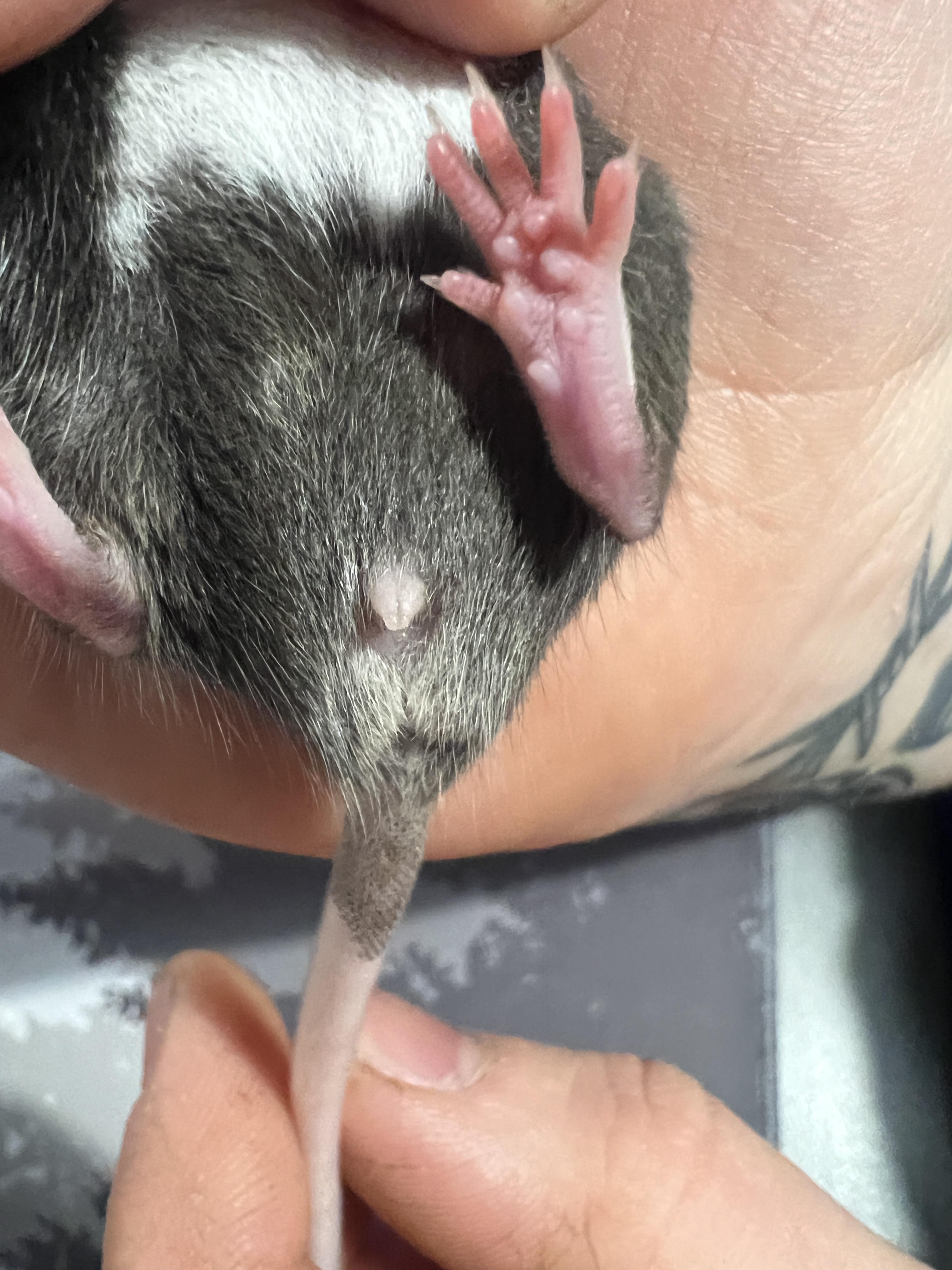 Female? Hierarchy info | Scrolller